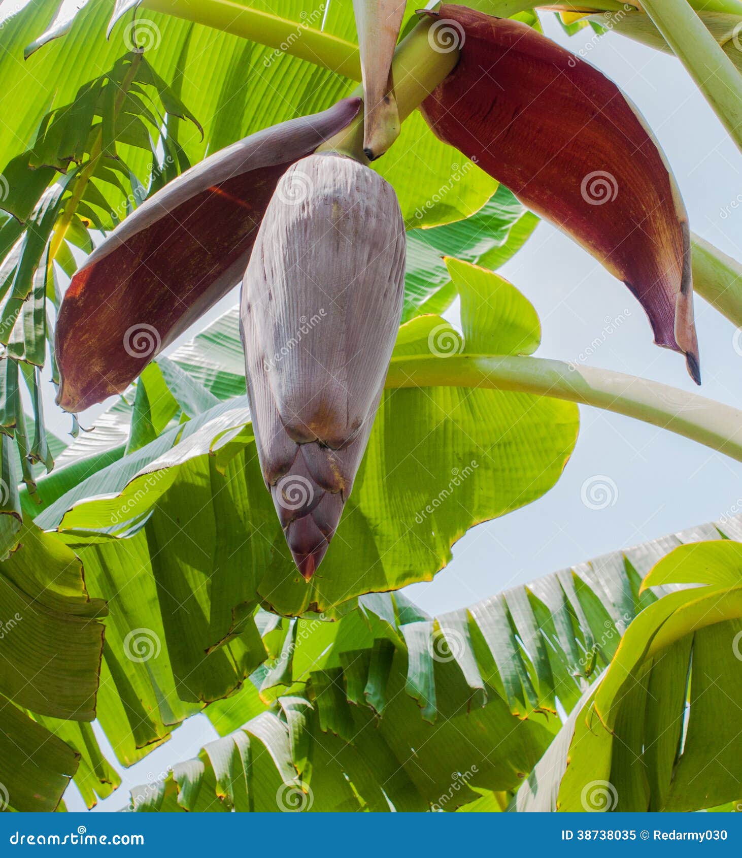 De Bloem Van De Bananenboom Stock Afbeelding - Image of nave, digitaal ...