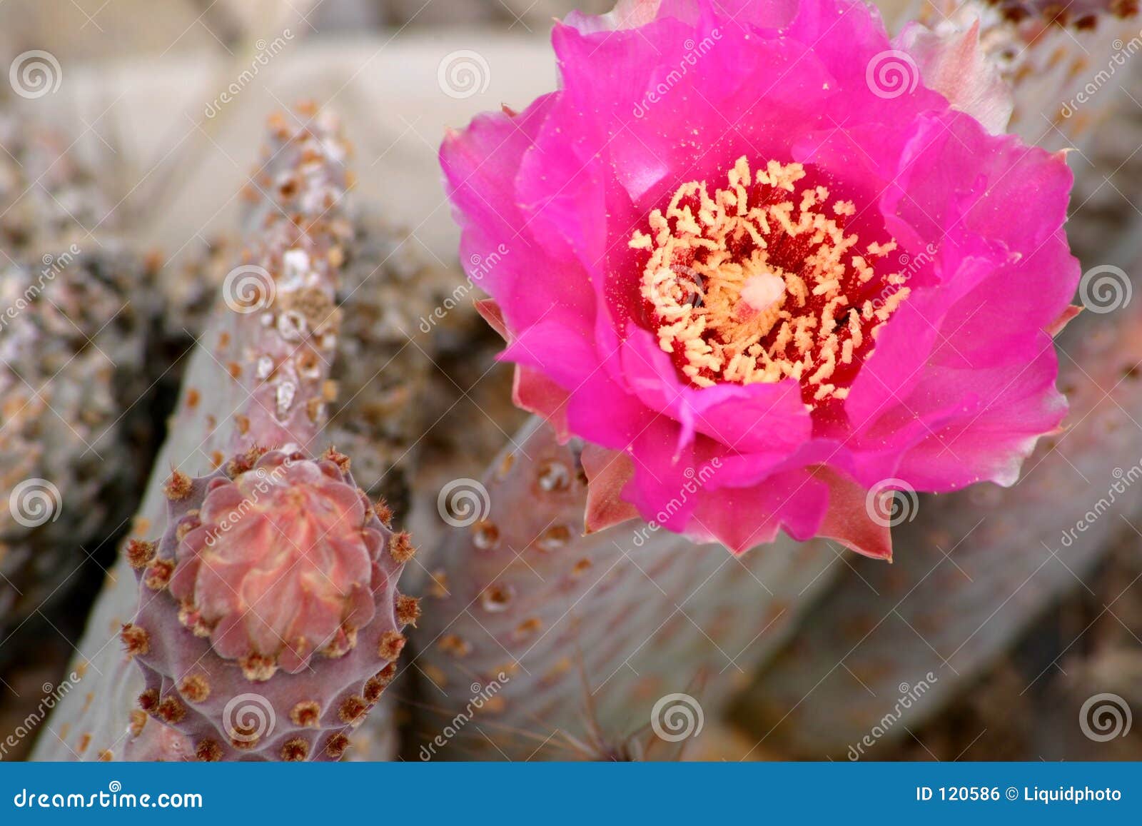 De Bloem Van De Cactus Van De Woestijn Stock Foto - Image of bloem ...