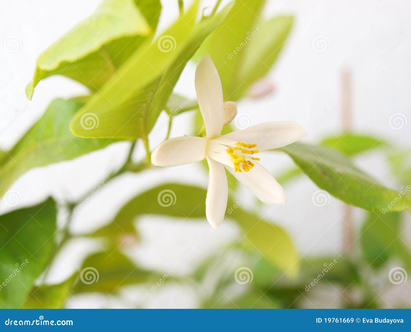 De Bloem Van De Citrusvrucht Stock Afbeelding - Image of citrusvrucht ...
