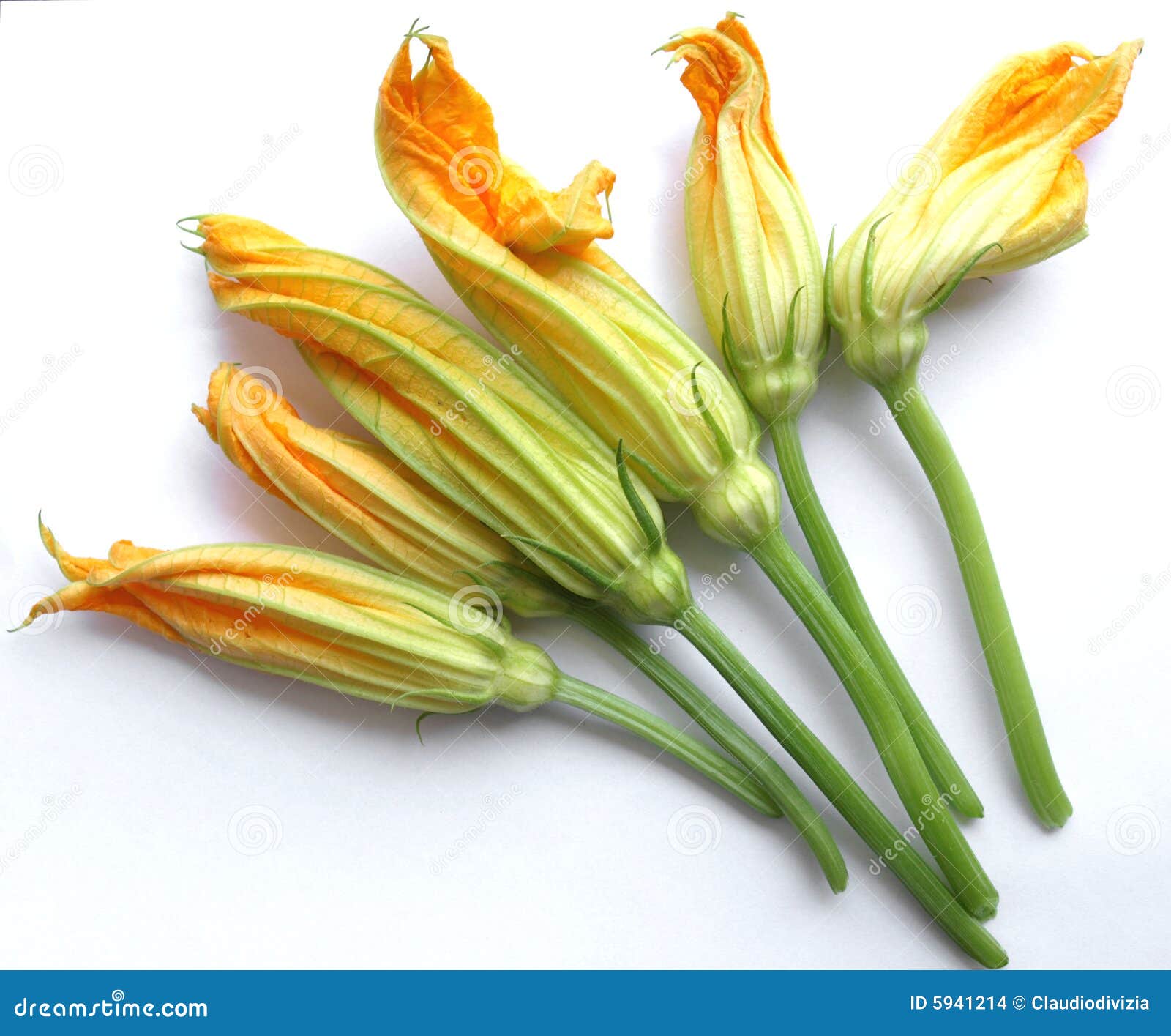 De Bloem Van De Courgette Van De Courgette Stock Foto - Image of ...