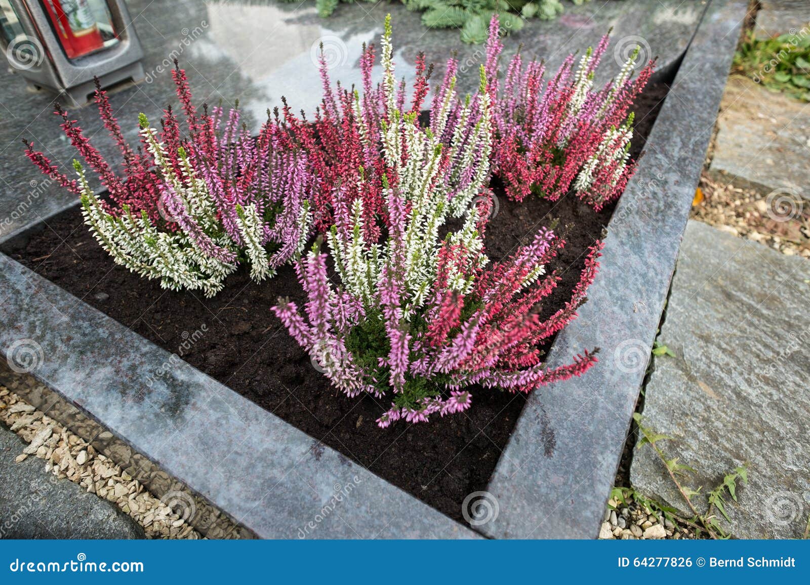 De Bloem Van De Installatieheide Op Een Graf Stock Foto - Image of ...