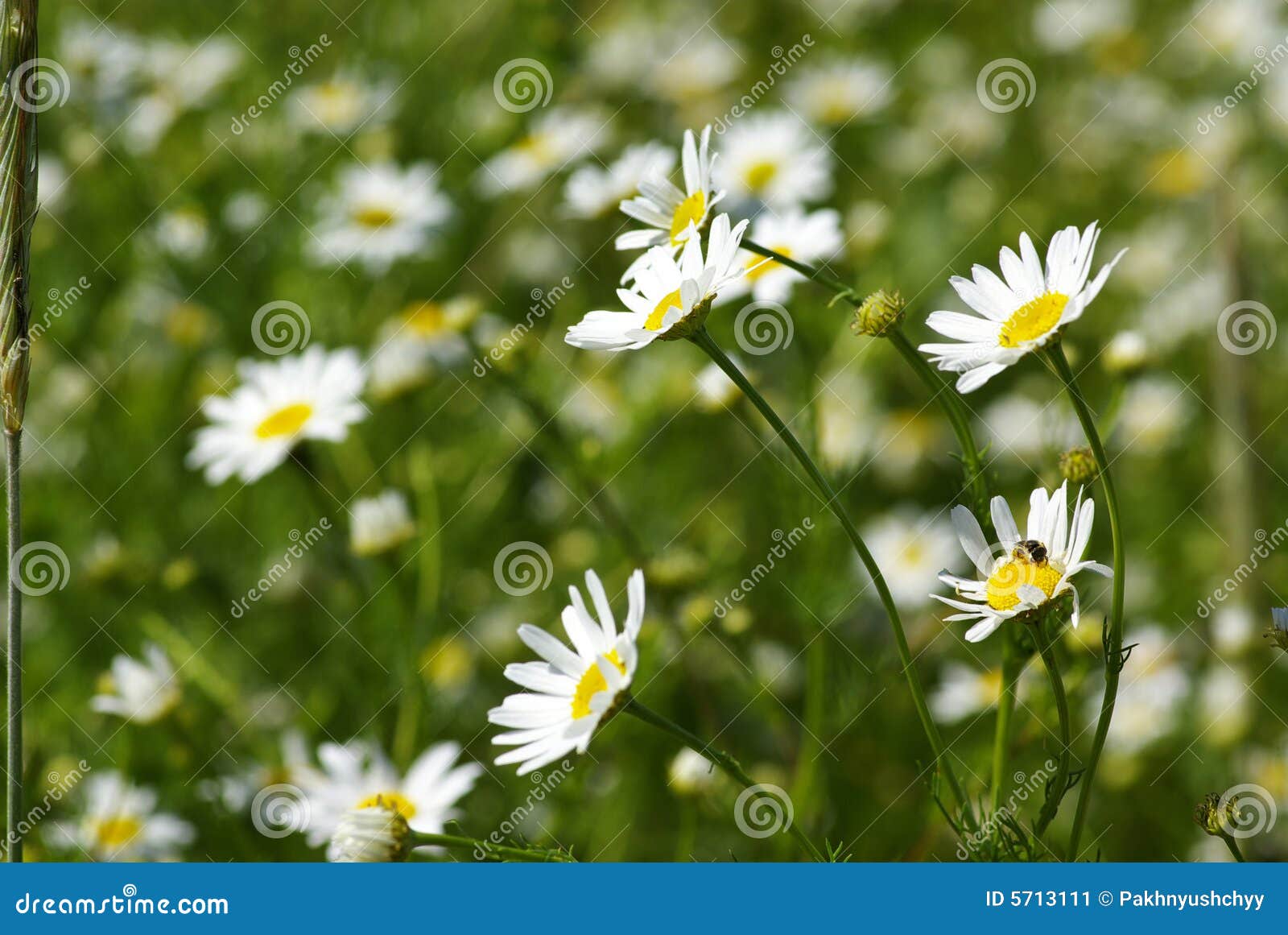 De bloem van de kamille stock afbeelding. Image of gazon - 5713111 De bloem van de kamille stock afbeelding. Image of gazon - 5713111