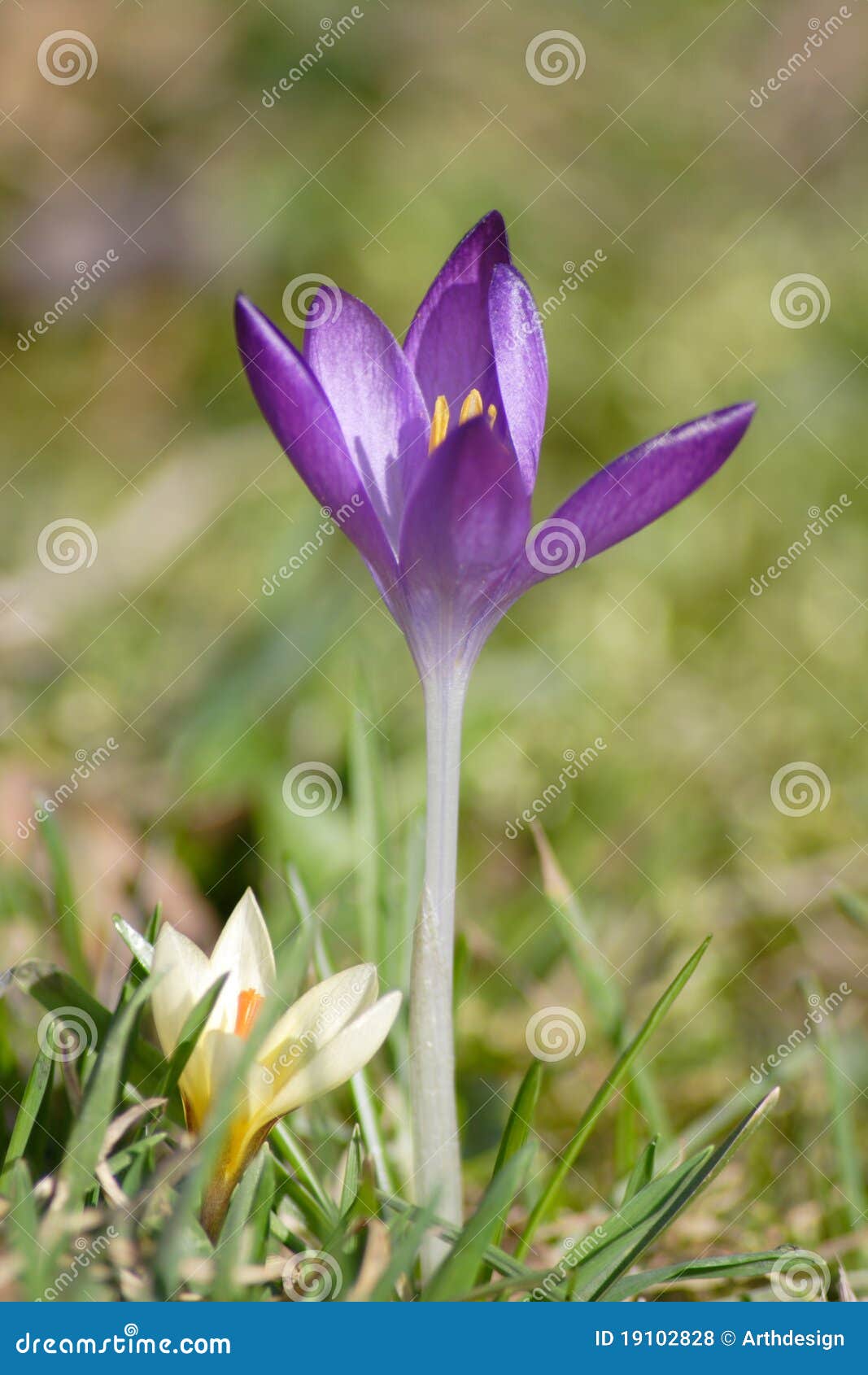 De bloem van de krokus stock foto. Image of krokus, lente - 19102828