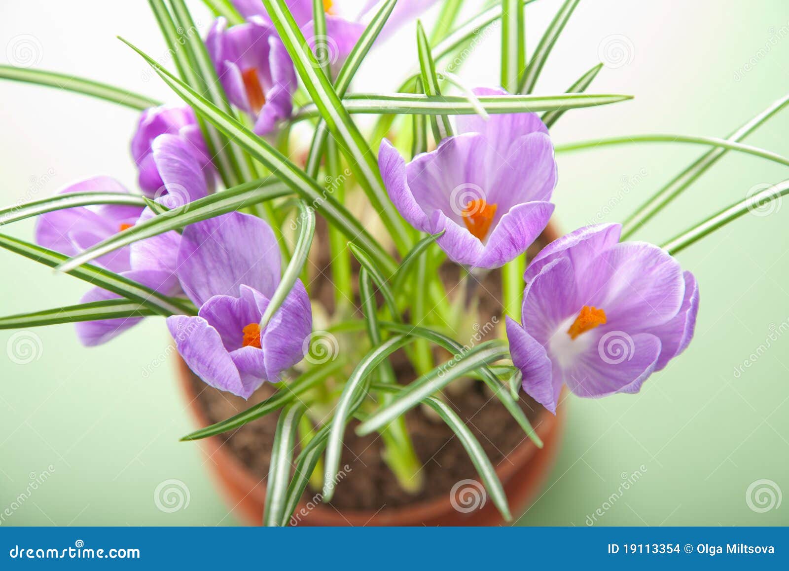 De Bloem Van De Krokus in Pot Stock Foto - Image of nave, schoonheid ...