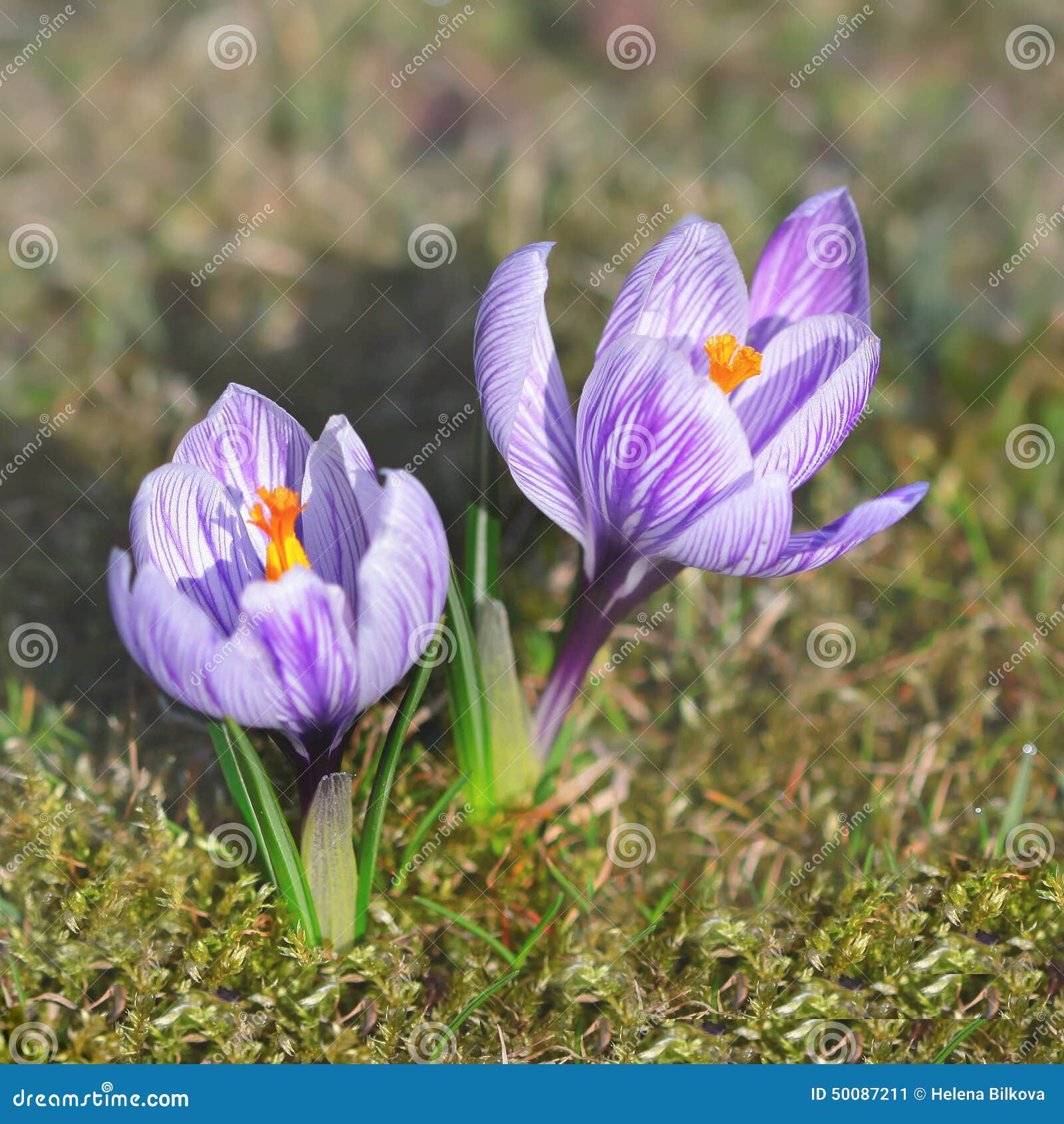 De Bloem Van De Krokuslente Stock Afbeelding - Image of weide, tuin ...