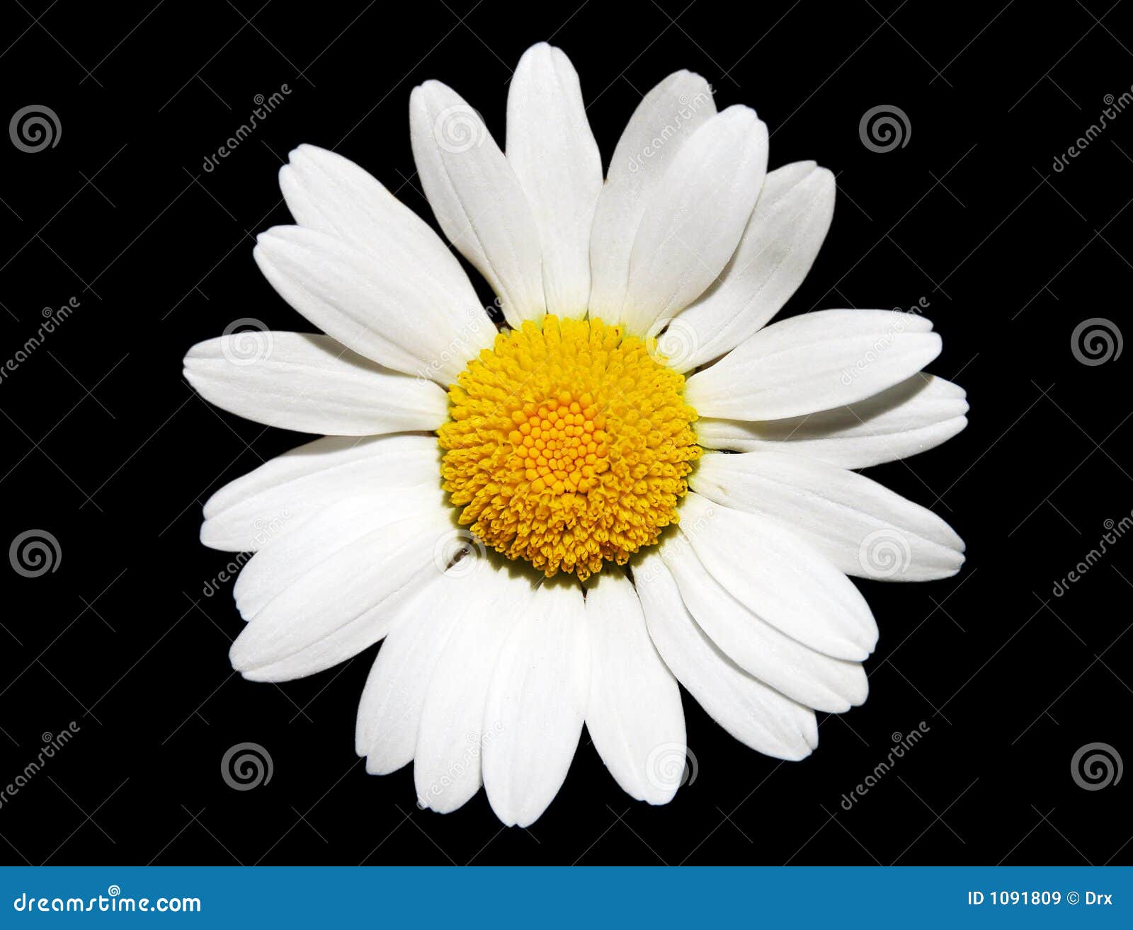 De Bloem van de margriet stock afbeelding. Image of decoratie - 1091809