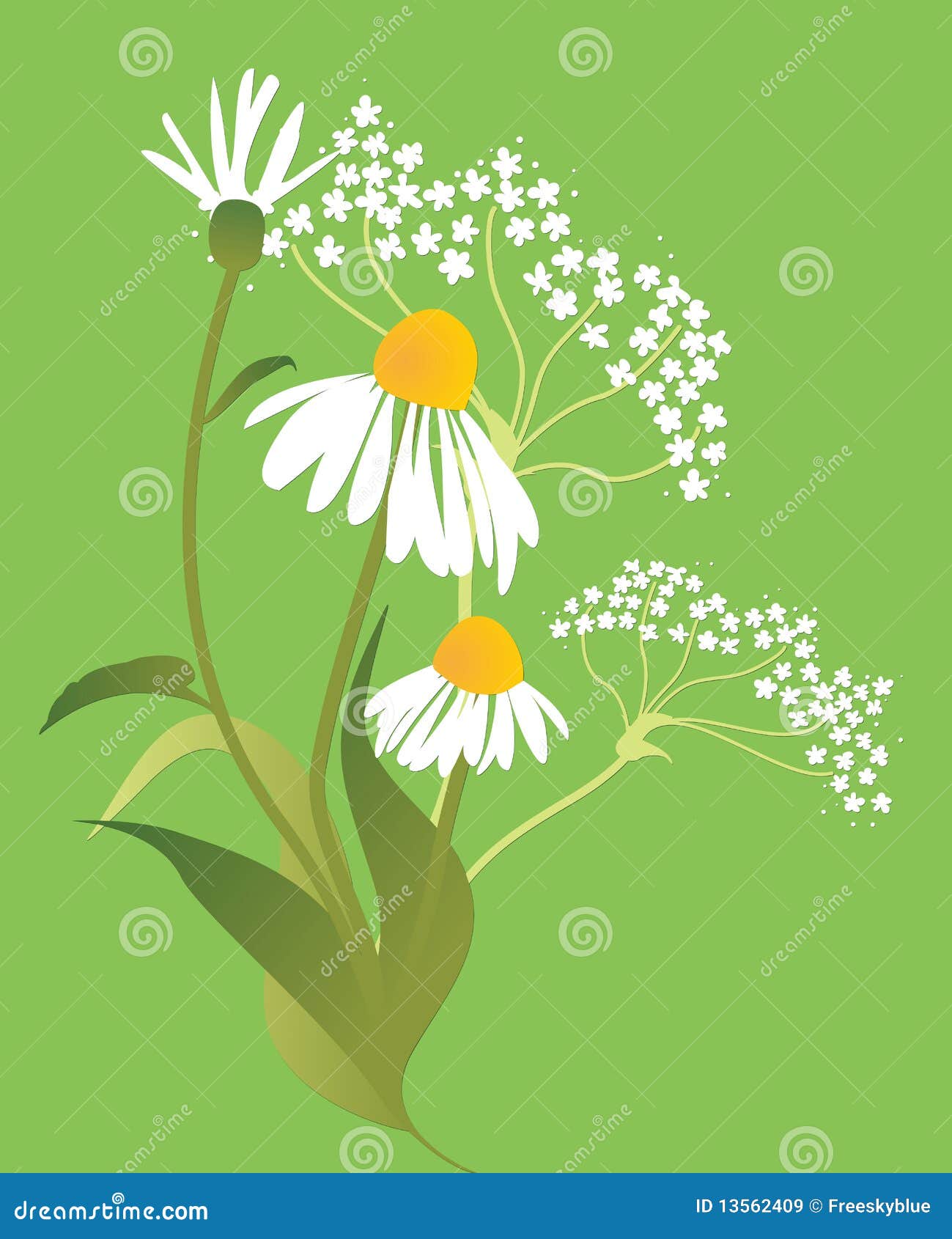 De bloem van de margriet stock illustratie. Illustration of kleuren ...