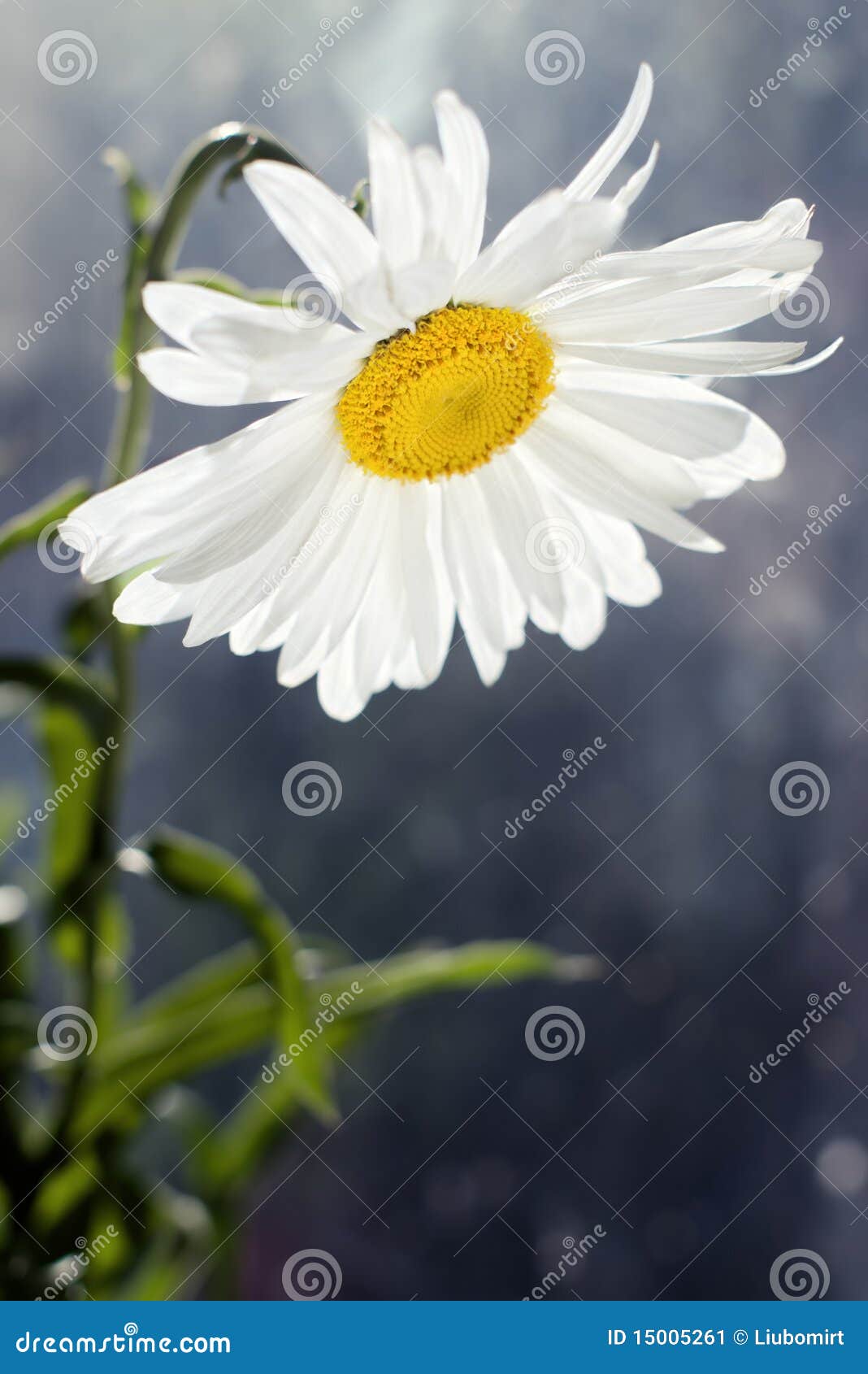 De bloem van de margriet stock afbeelding. Image of toneel - 15005261