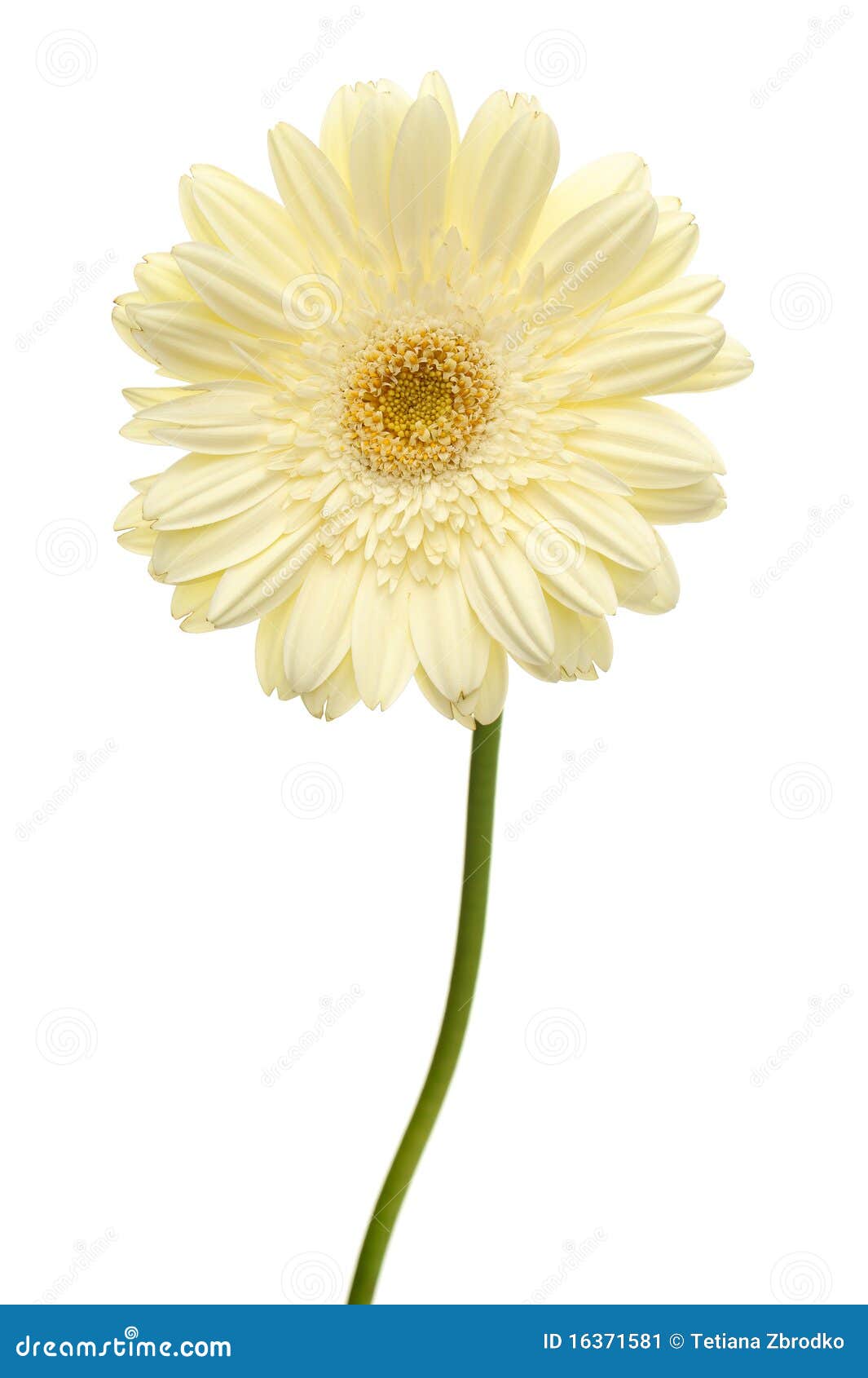 De bloem van de margriet stock afbeelding. Image of bloeiend - 16371581