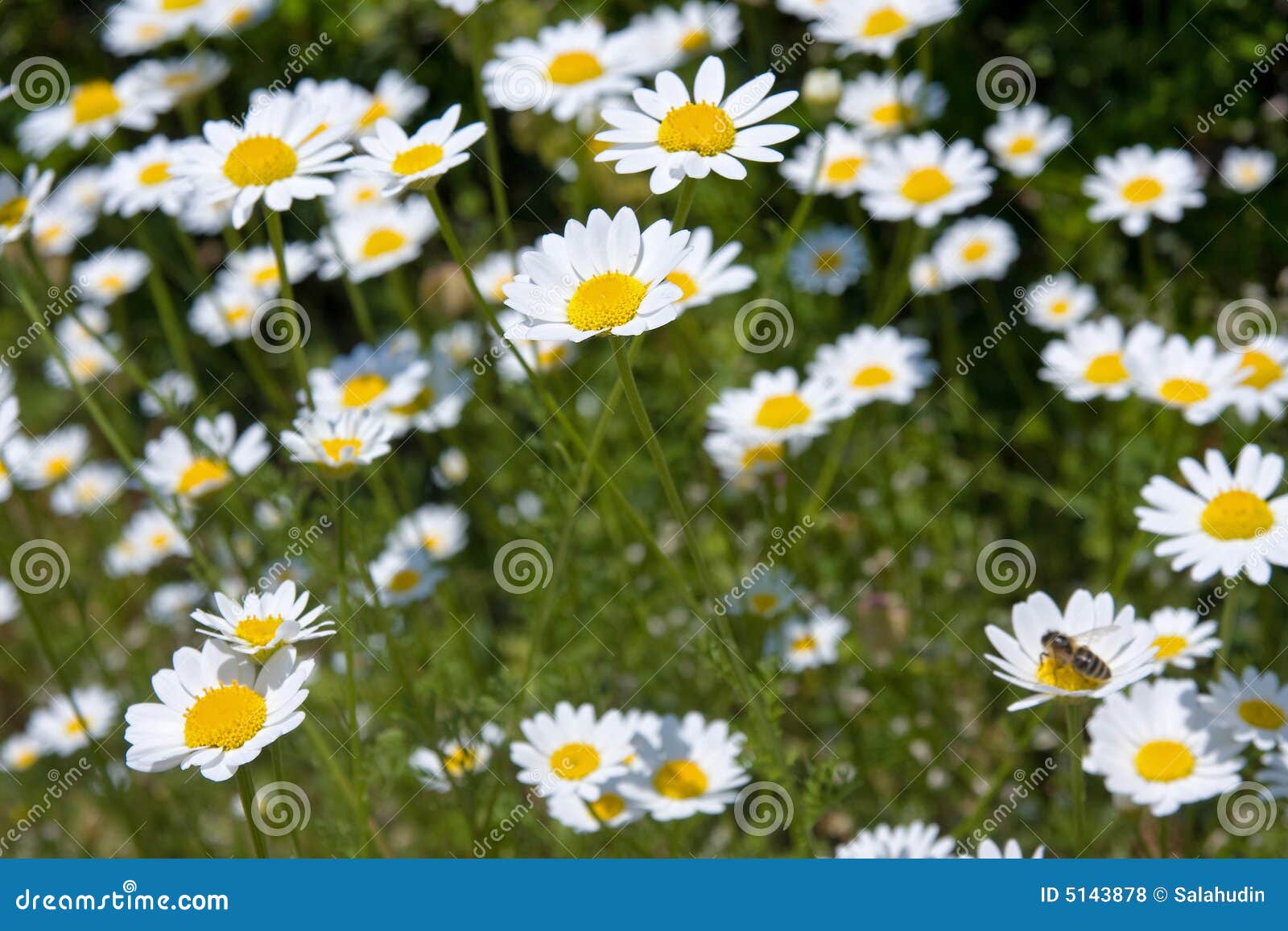 De bloem van de margriet stock foto. Image of biologisch - 5143878