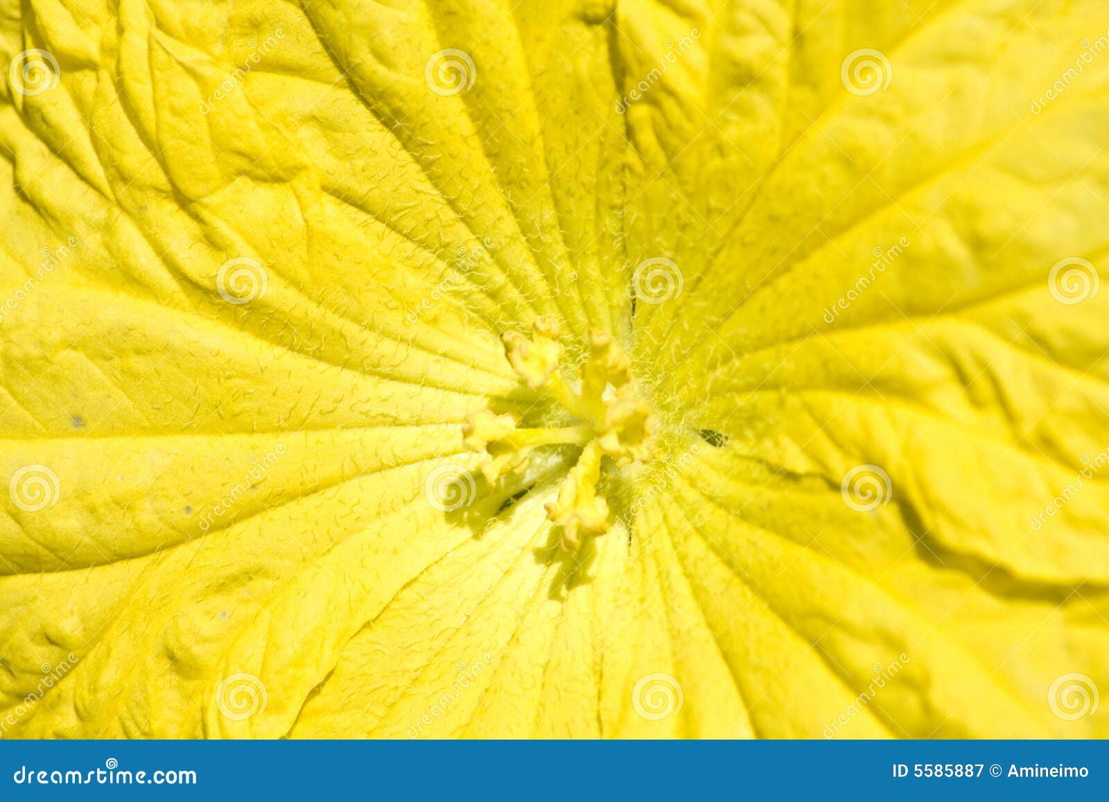 De bloem van de pompoen stock afbeelding. Image of bloeien - 5585887