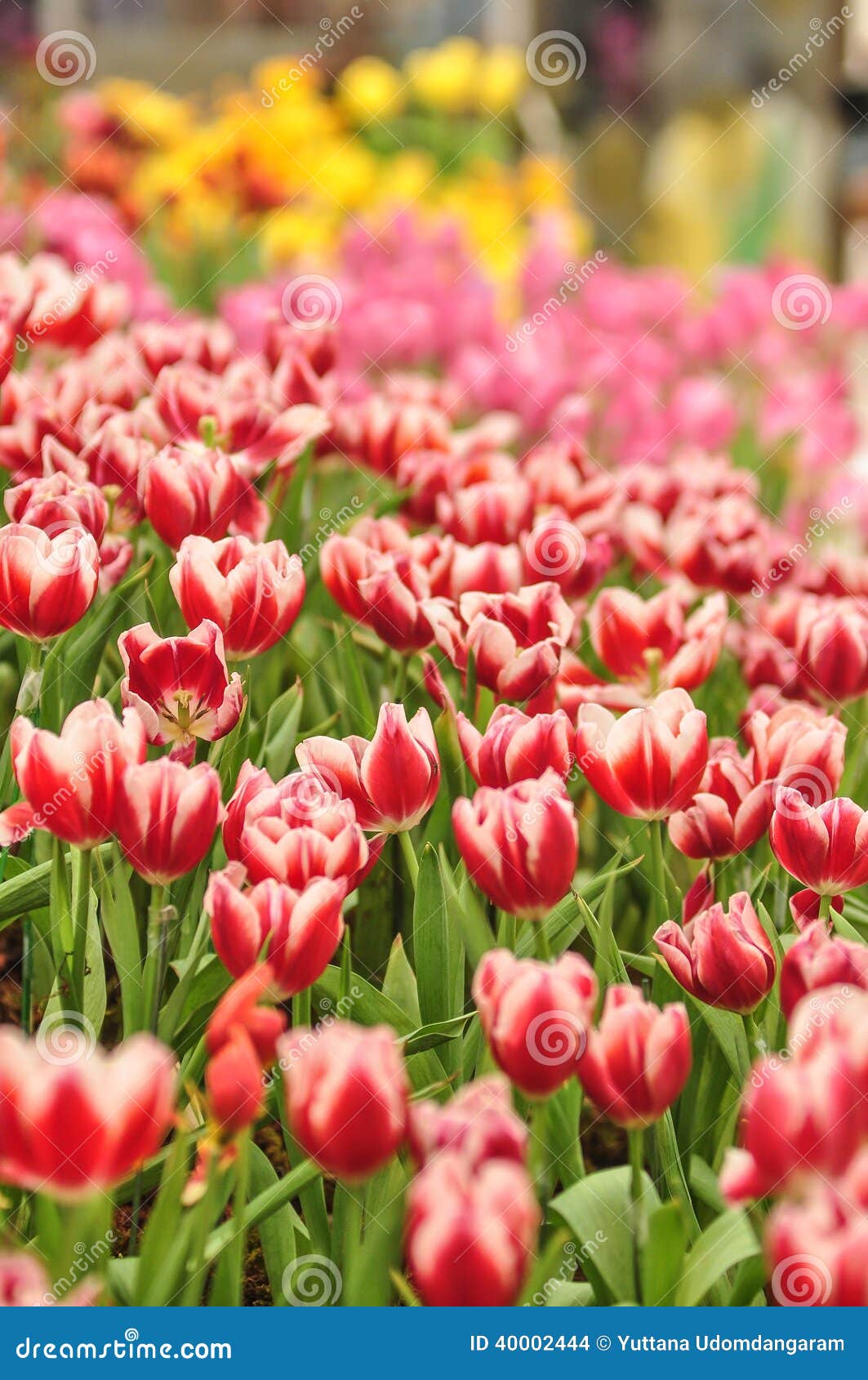 De bloem van de tulp stock foto. Image of kleurrijk, bloei - 40002444