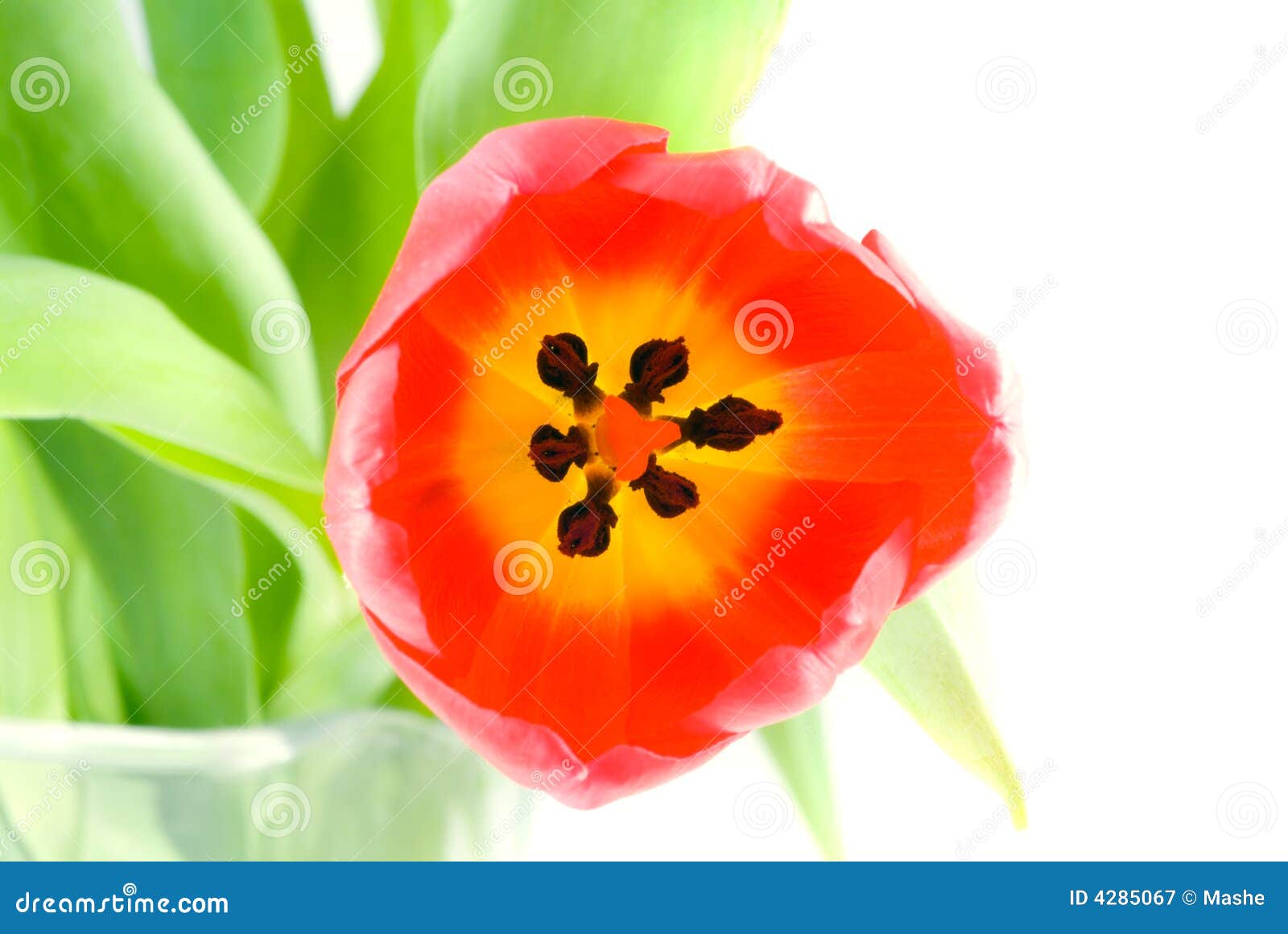 De bloem van de tulp. stock afbeelding. Image of gekleurd - 4285067