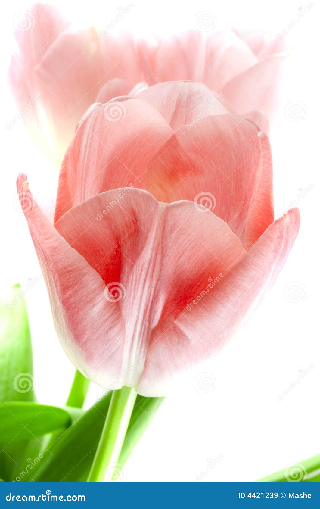 De bloem van de tulp stock afbeelding. Image of bloem - 4421239