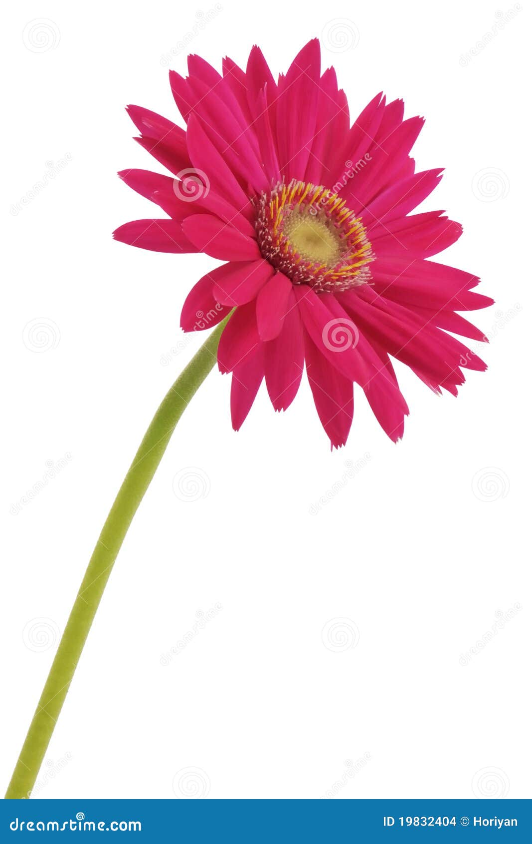 De bloem van Gerbera stock foto. Image of duitser, stam - 19832404