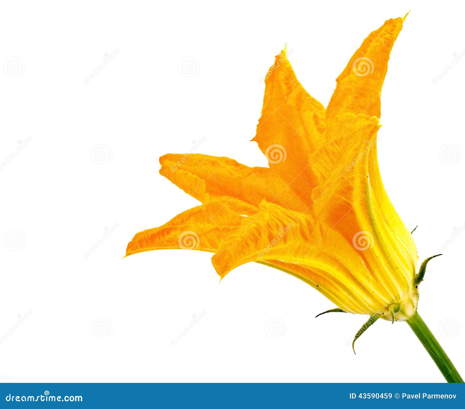 De Bloem Van Installatie is Courgette of Courgette Stock Afbeelding ...