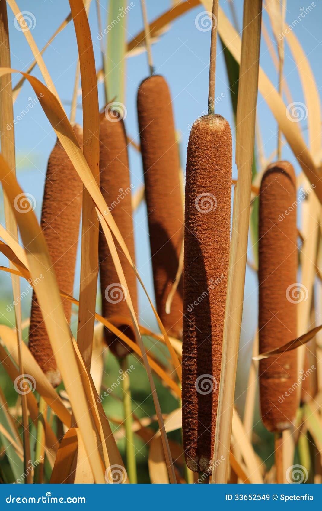 De Bloem Van Kattenstaarten Stock Afbeelding - Image of groen, bloemen ...