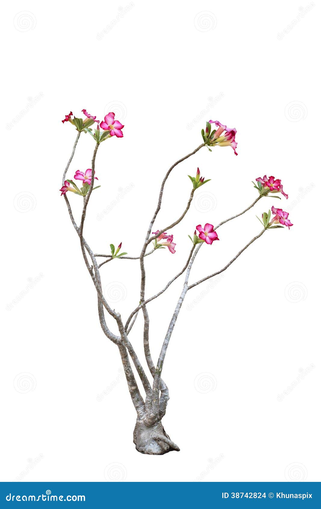 De Bloem Van Woestijnrozen Isoleerde Wit Stock Foto - Image of blad ...