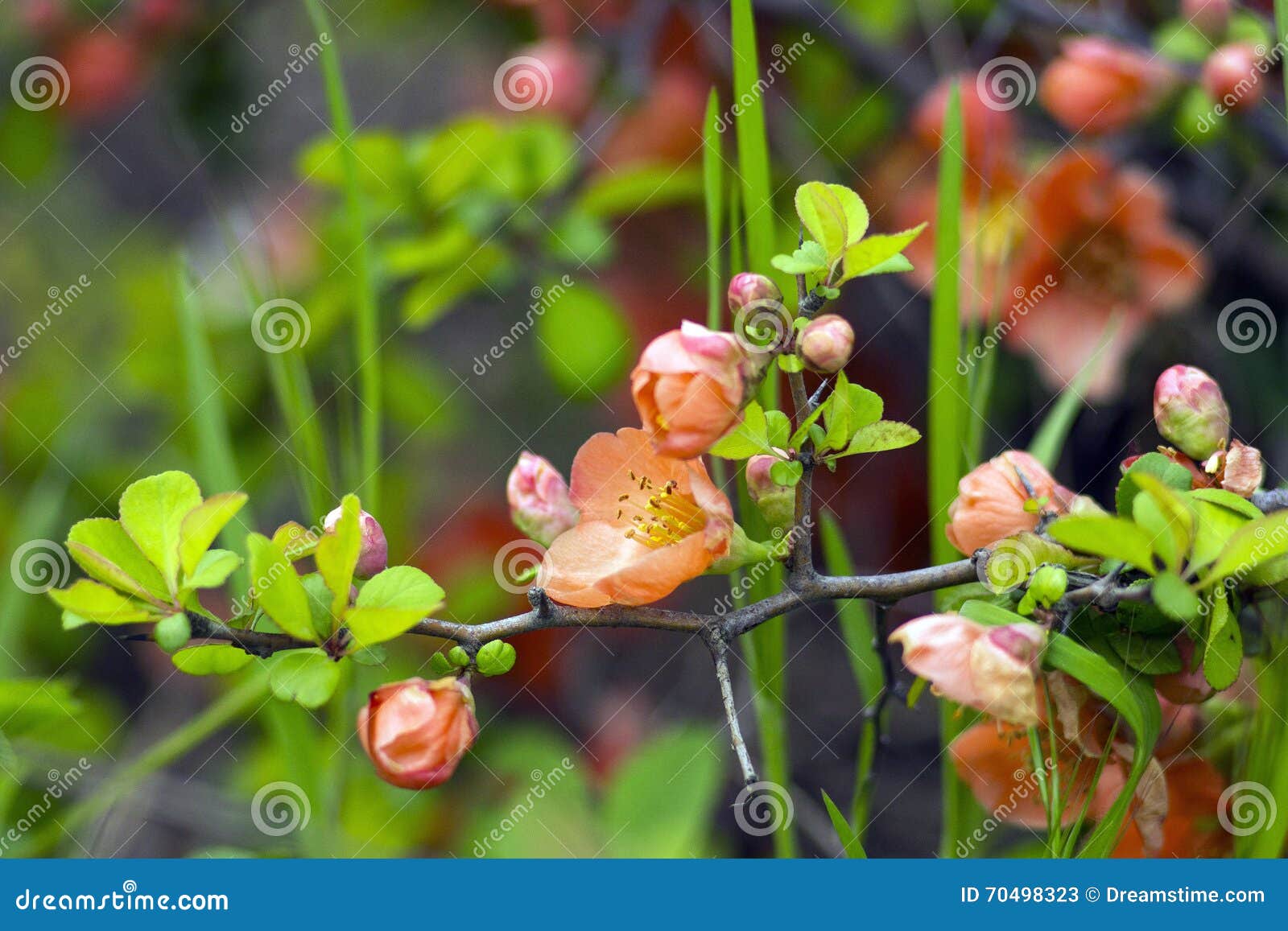 De Bloemen Op De Kweepeerboom Stock Afbeelding - Image of nave, kruid ...