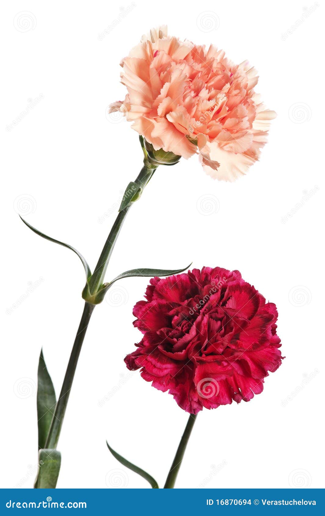 De bloemen van anjers stock foto. Image of schoonheid - 16870694