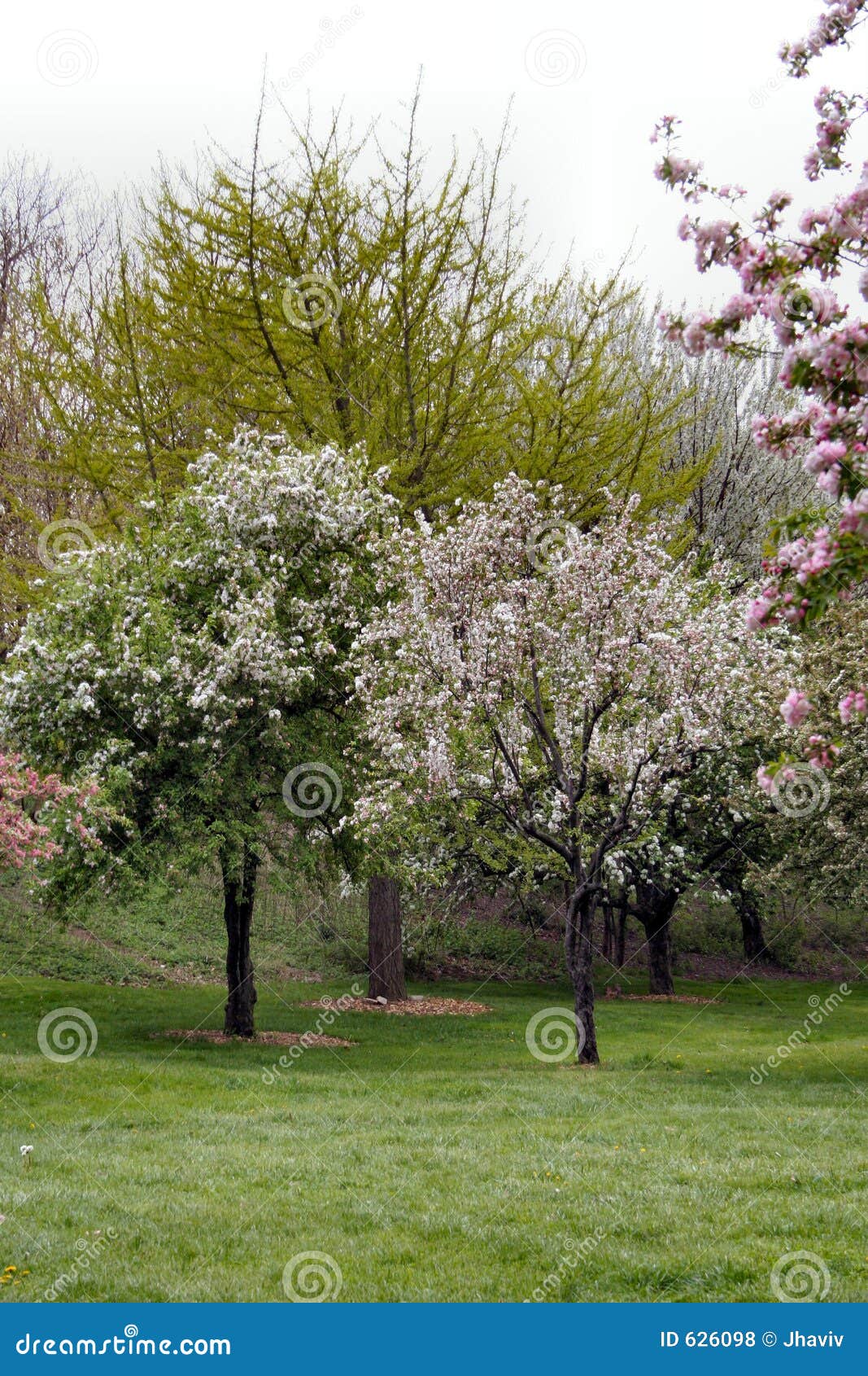 De Bloemen Van Bomen in De Lente Stock Foto - Image of nieuw, reis: 626098