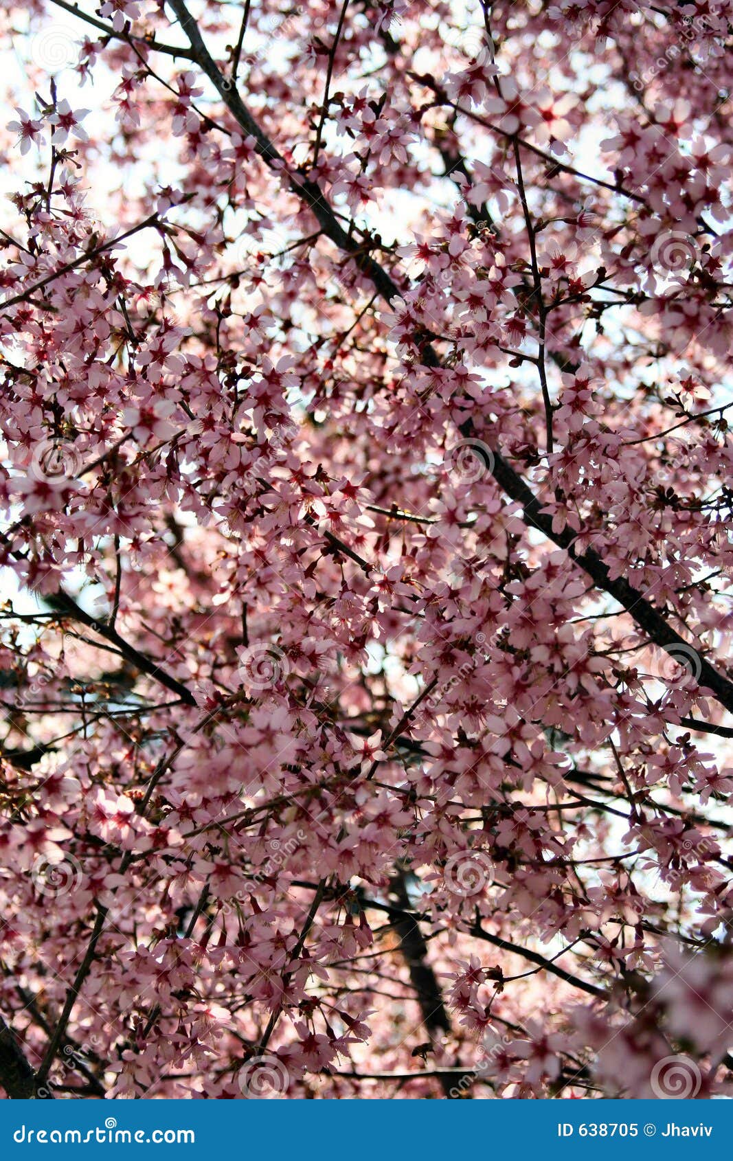 De Bloemen Van Bomen in De Lente Stock Afbeelding - Image of orchideeën ...