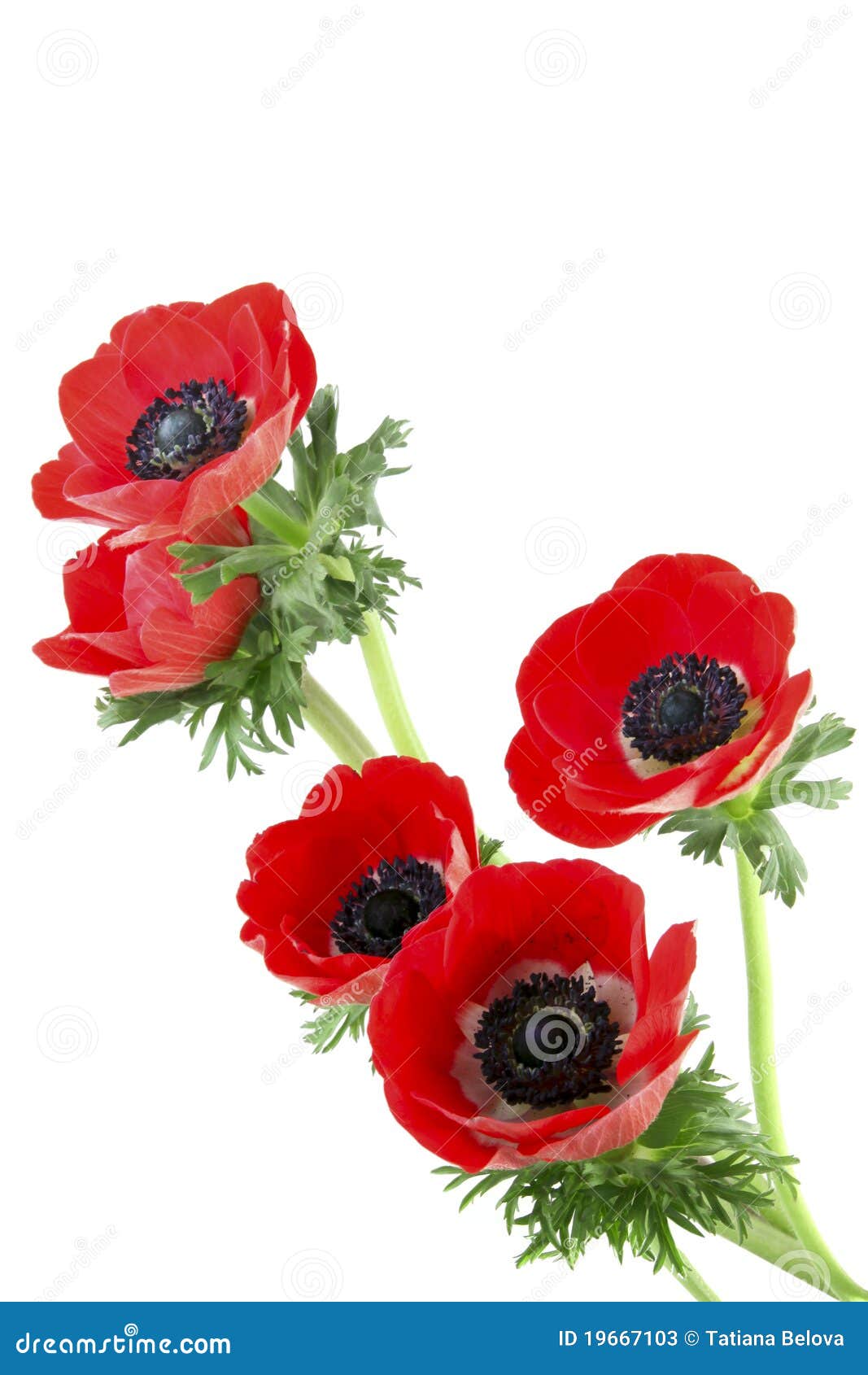 De bloemen van de anemoon stock afbeelding. Image of zomer - 19667103