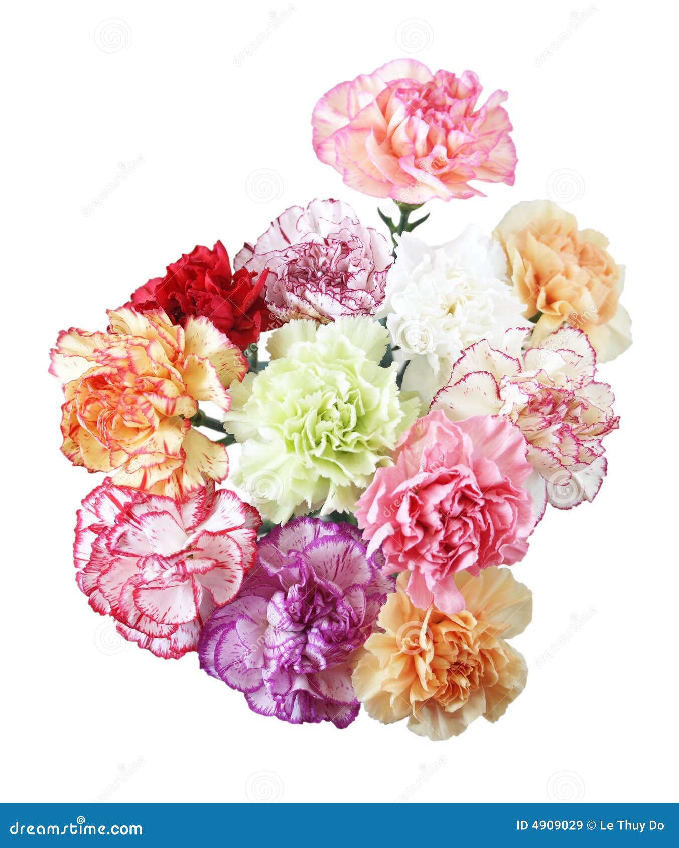 De Bloemen van de anjer stock afbeelding. Image of enkelvoudig - 4909029