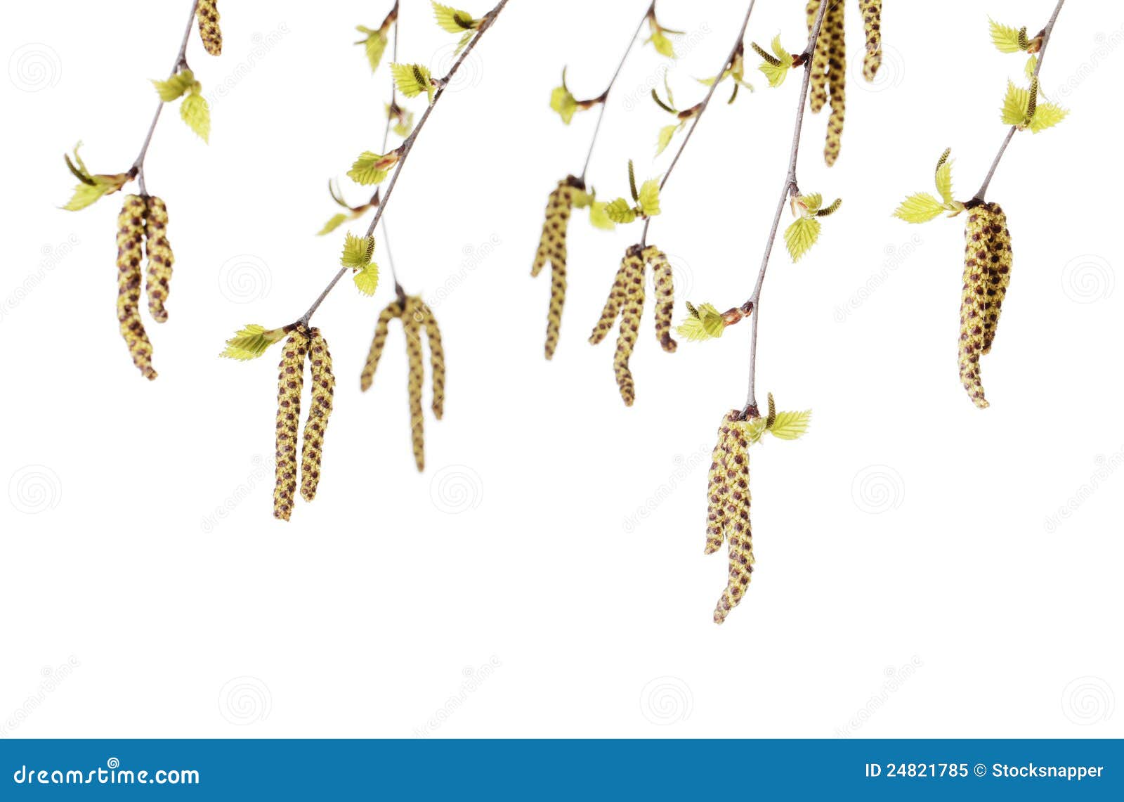 De Bloemen van de berk stock afbeelding. Image of katje - 24821785