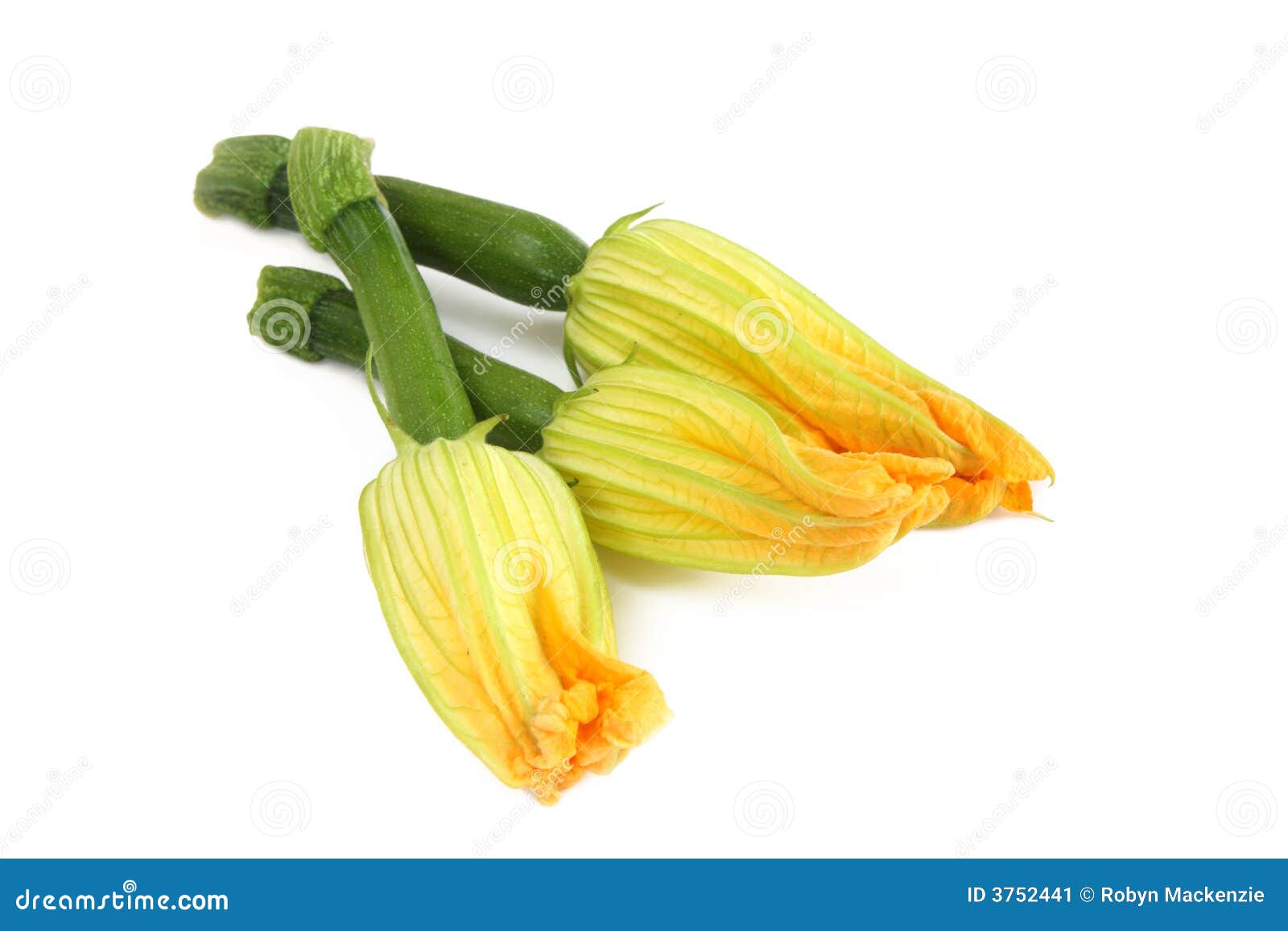 De Bloemen Van De Courgette Stock Afbeelding - Image of bloemblaadjes ...