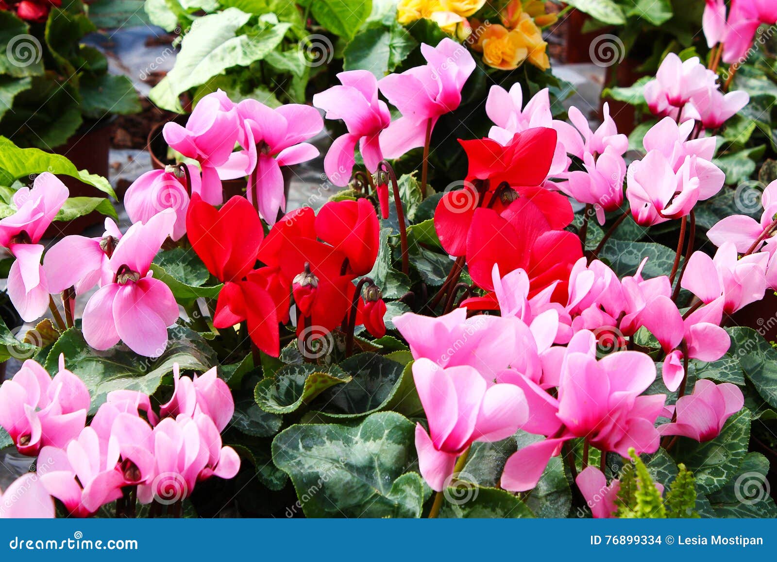 De bloemen van de cyclaam stock foto. Image of roze, bloem - 76899334