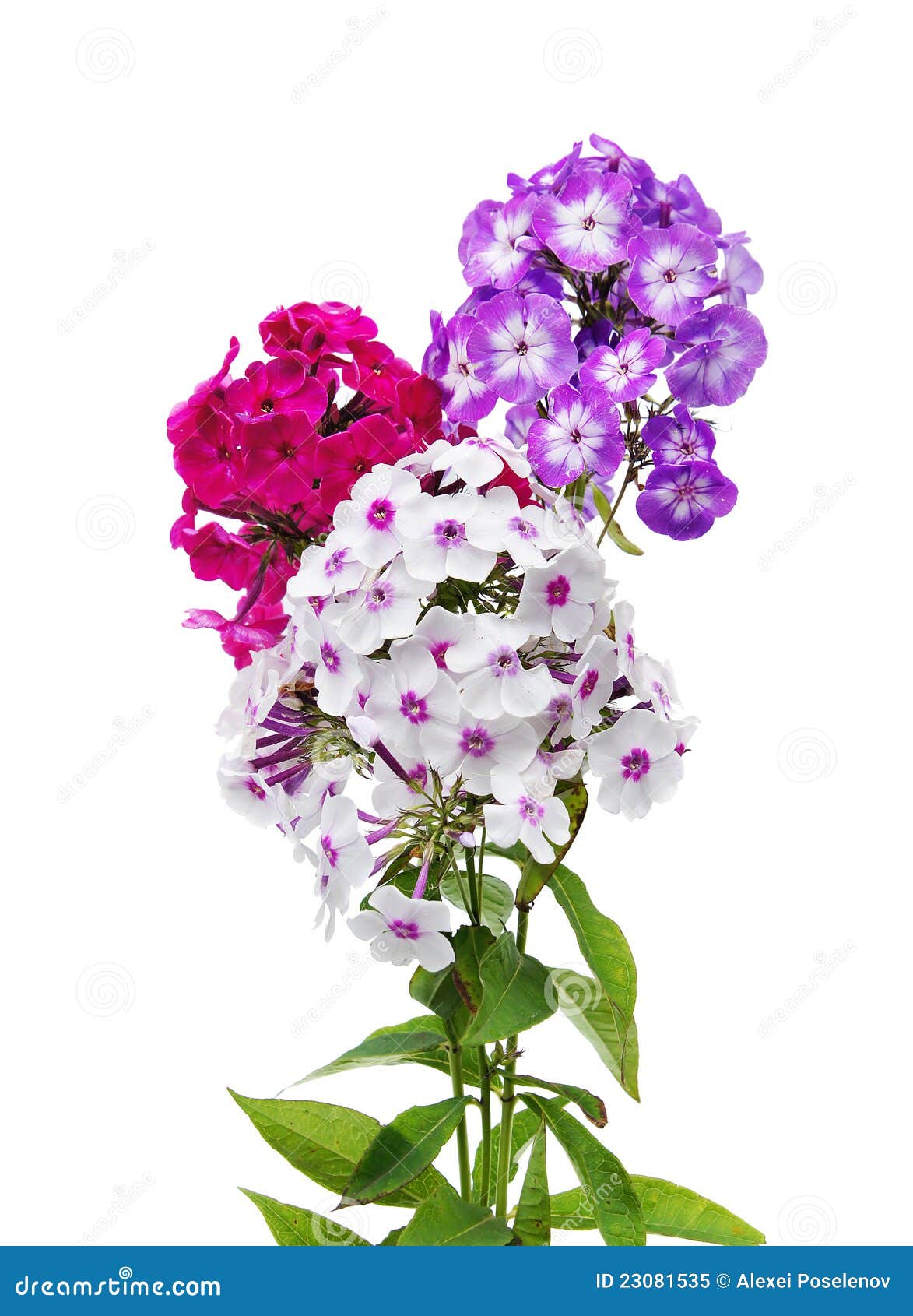 De bloemen van de flox stock afbeelding. Image of aantrekkelijk - 23081535