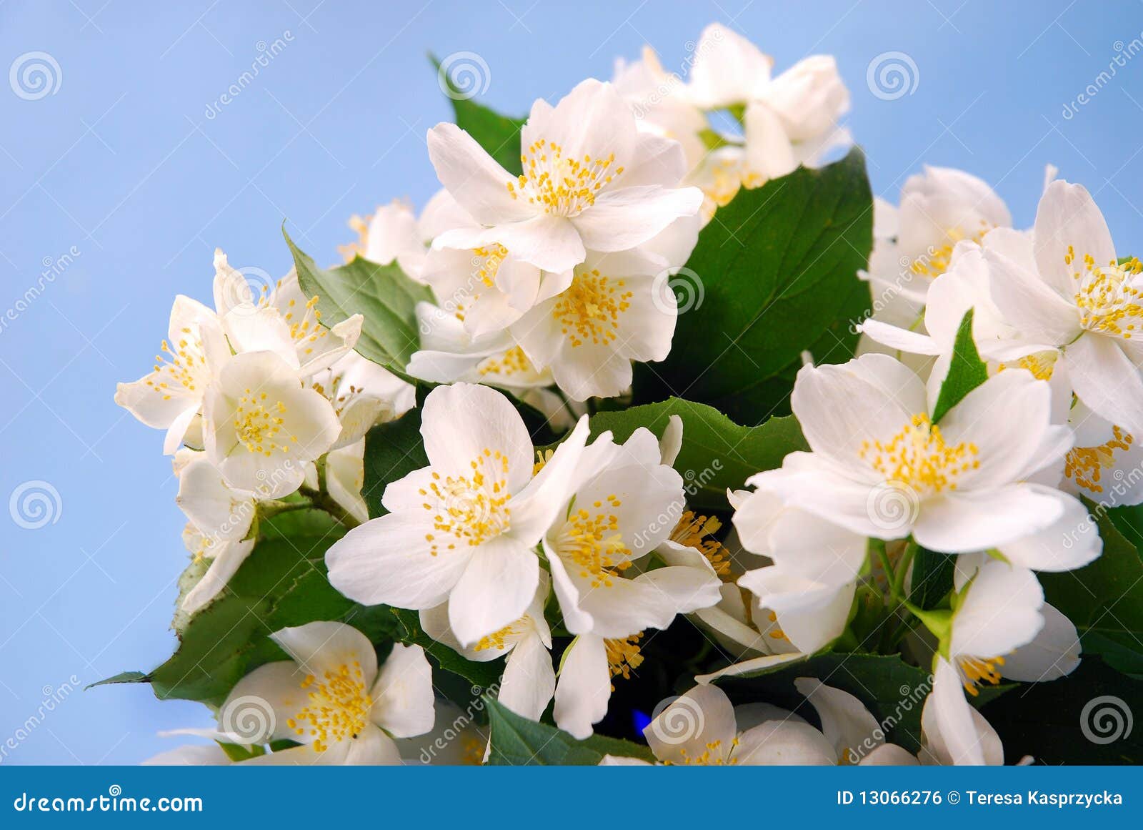 De bloemen van de jasmijn stock foto. Image of aromatherapie - 13066276