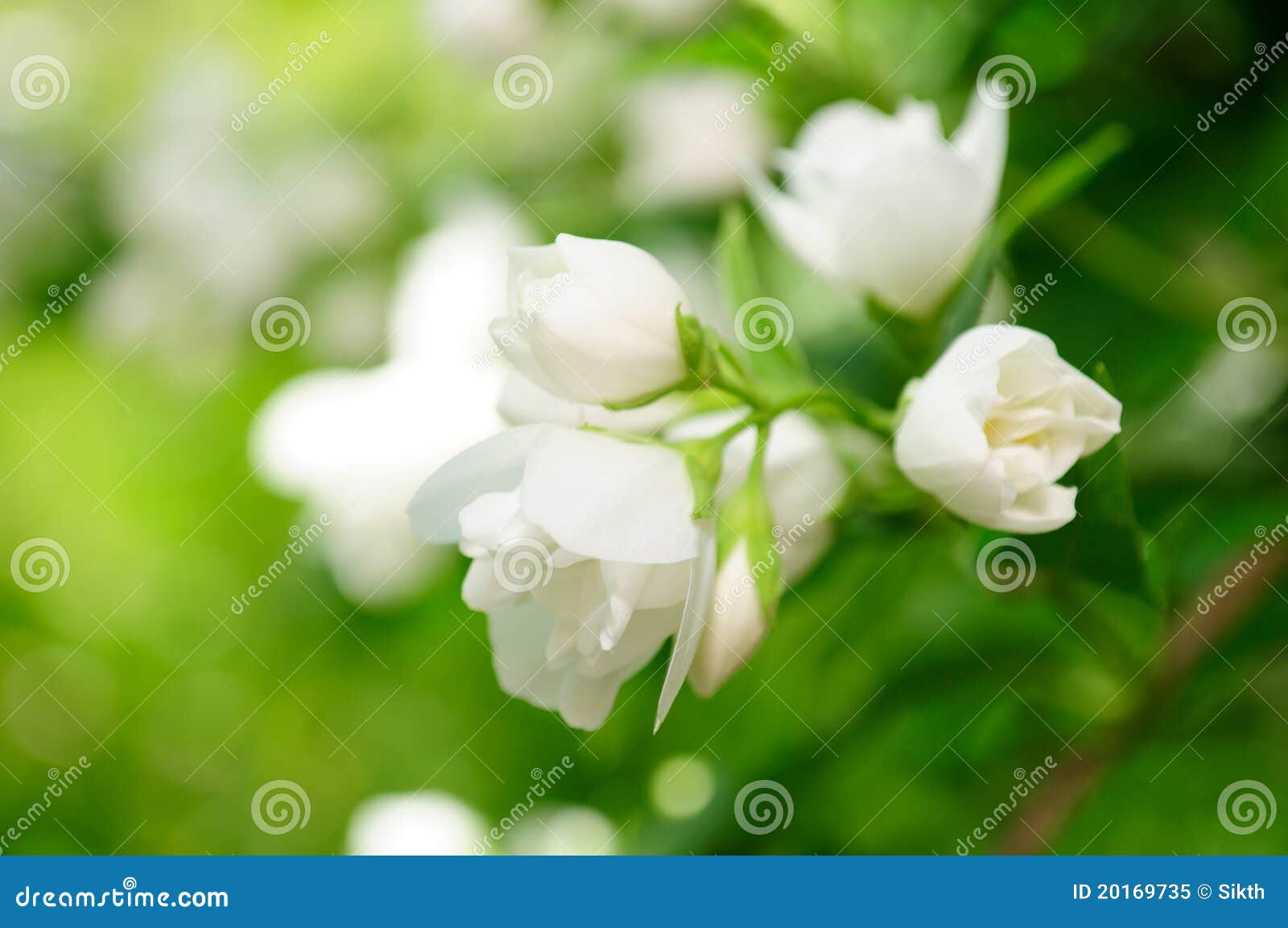 De Bloemen van de jasmijn stock afbeelding. Image of bloem - 20169735