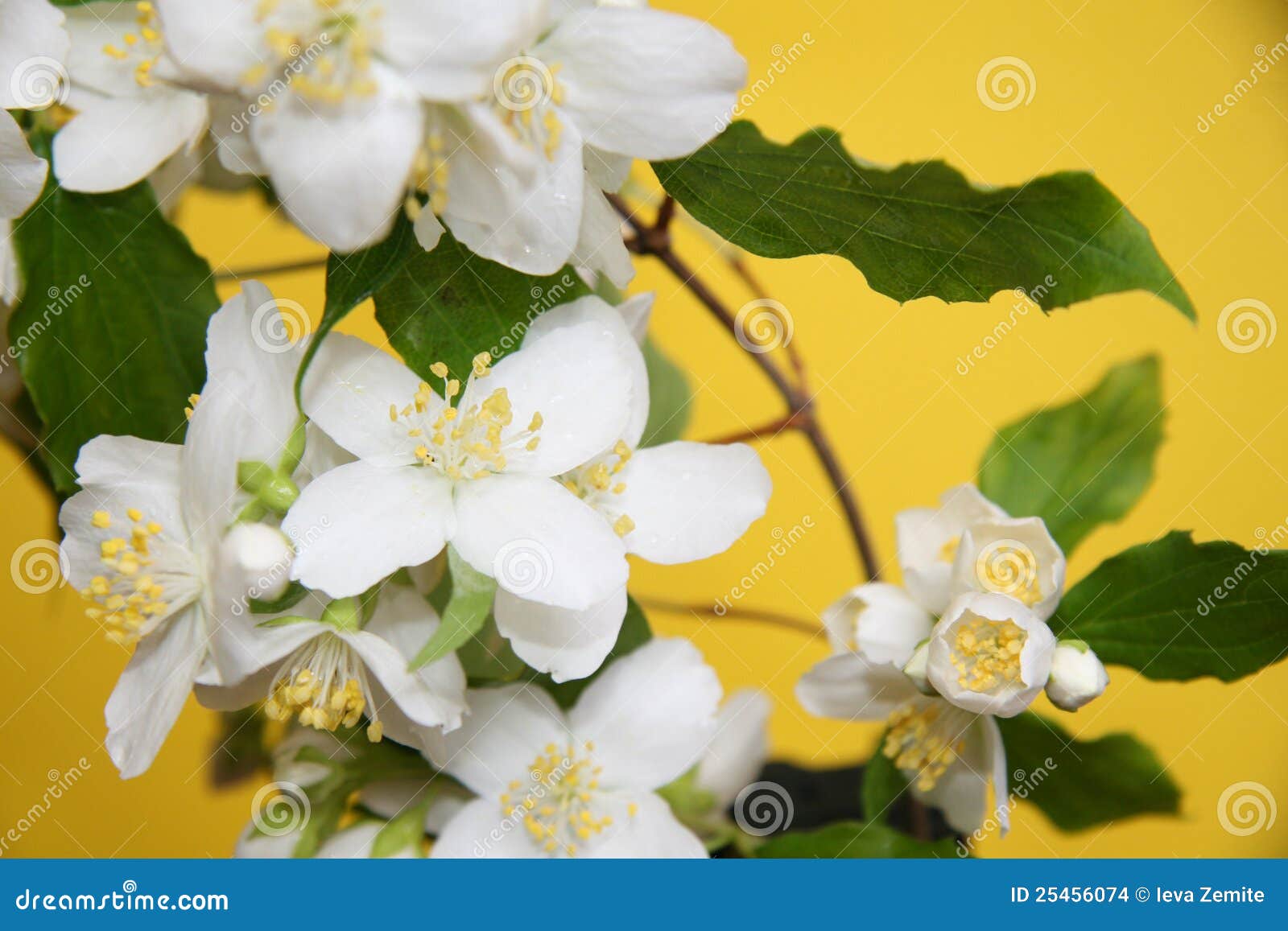 De bloemen van de jasmijn stock foto. Image of viering - 25456074