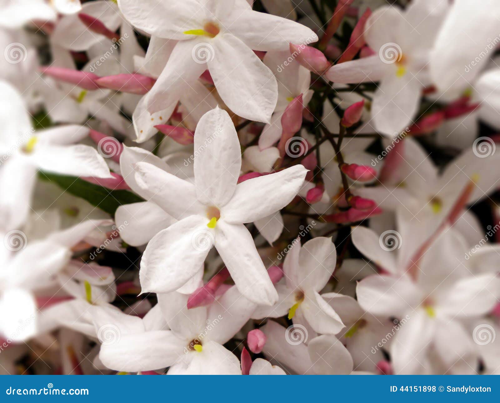 De bloemen van de jasmijn stock foto. Image of wijnstokken - 44151898