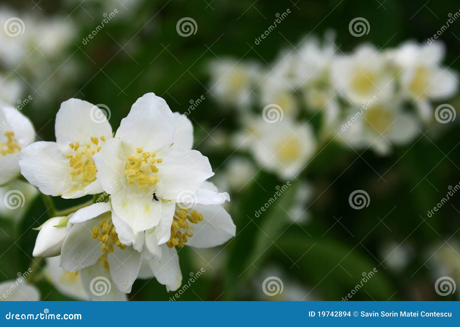 De Bloemen Van De Jasmijn in Bloei Stock Foto - Image of flora, geel ...