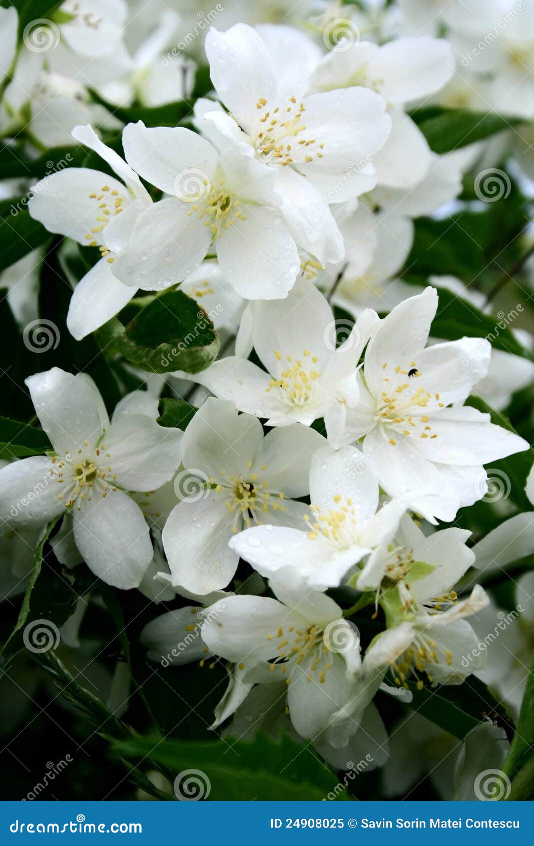 De Bloemen Van De Jasmijn in Bloei Stock Afbeelding - Image of bloeien ...