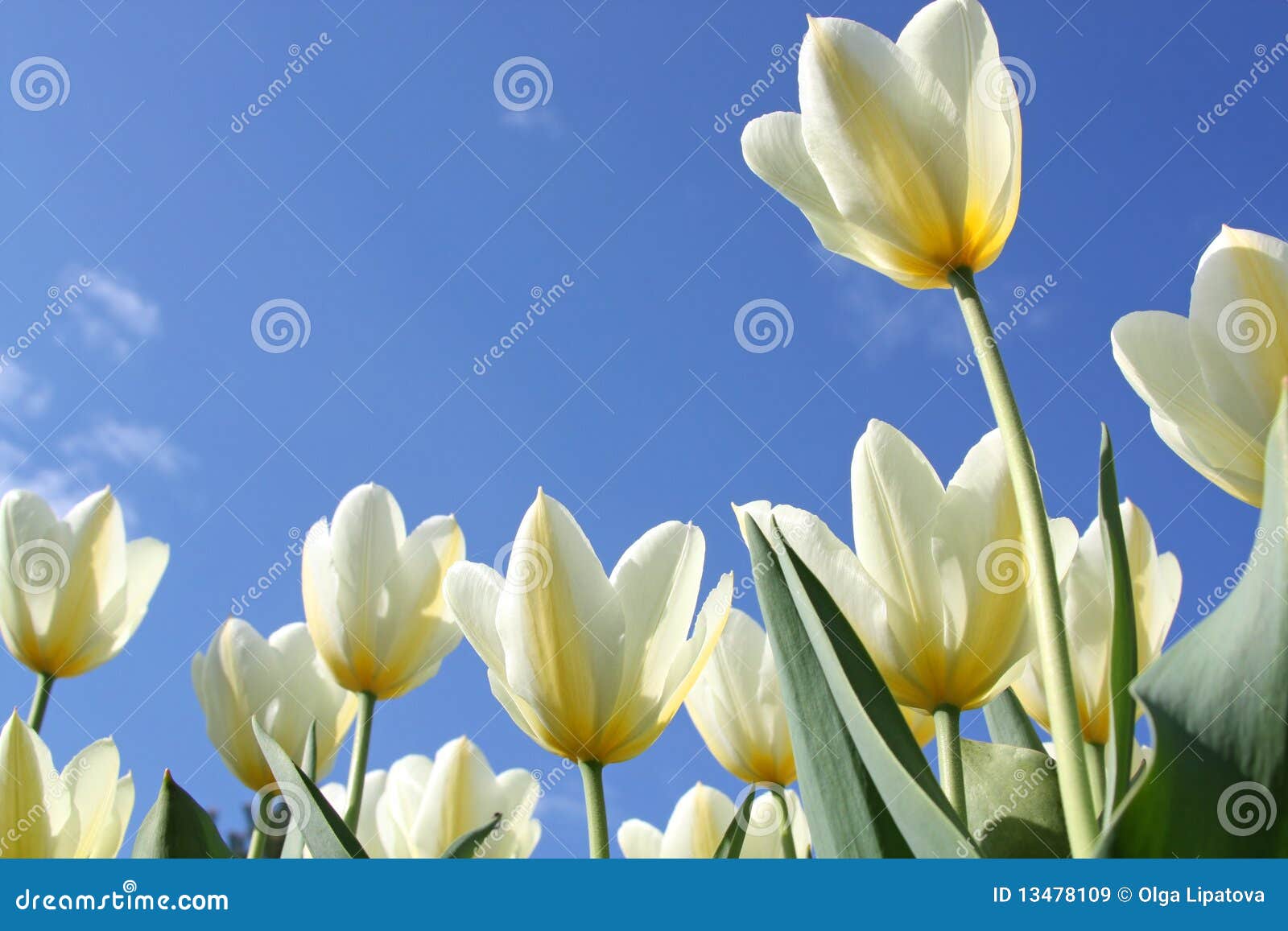 De Bloemen Van De Lente - Witte Tulpen Stock Afbeelding - Image of ...