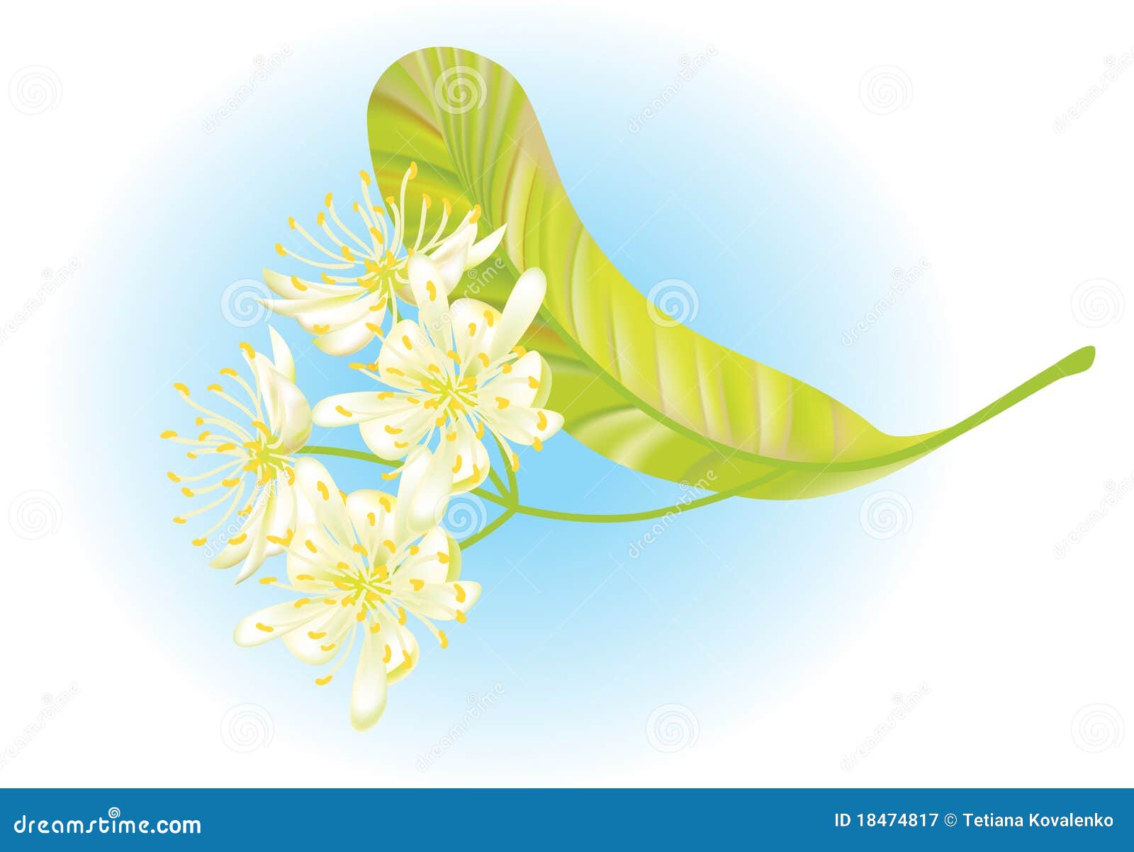 De Bloemen Van De Linde. Vector Illustratie. Vector Illustratie ...