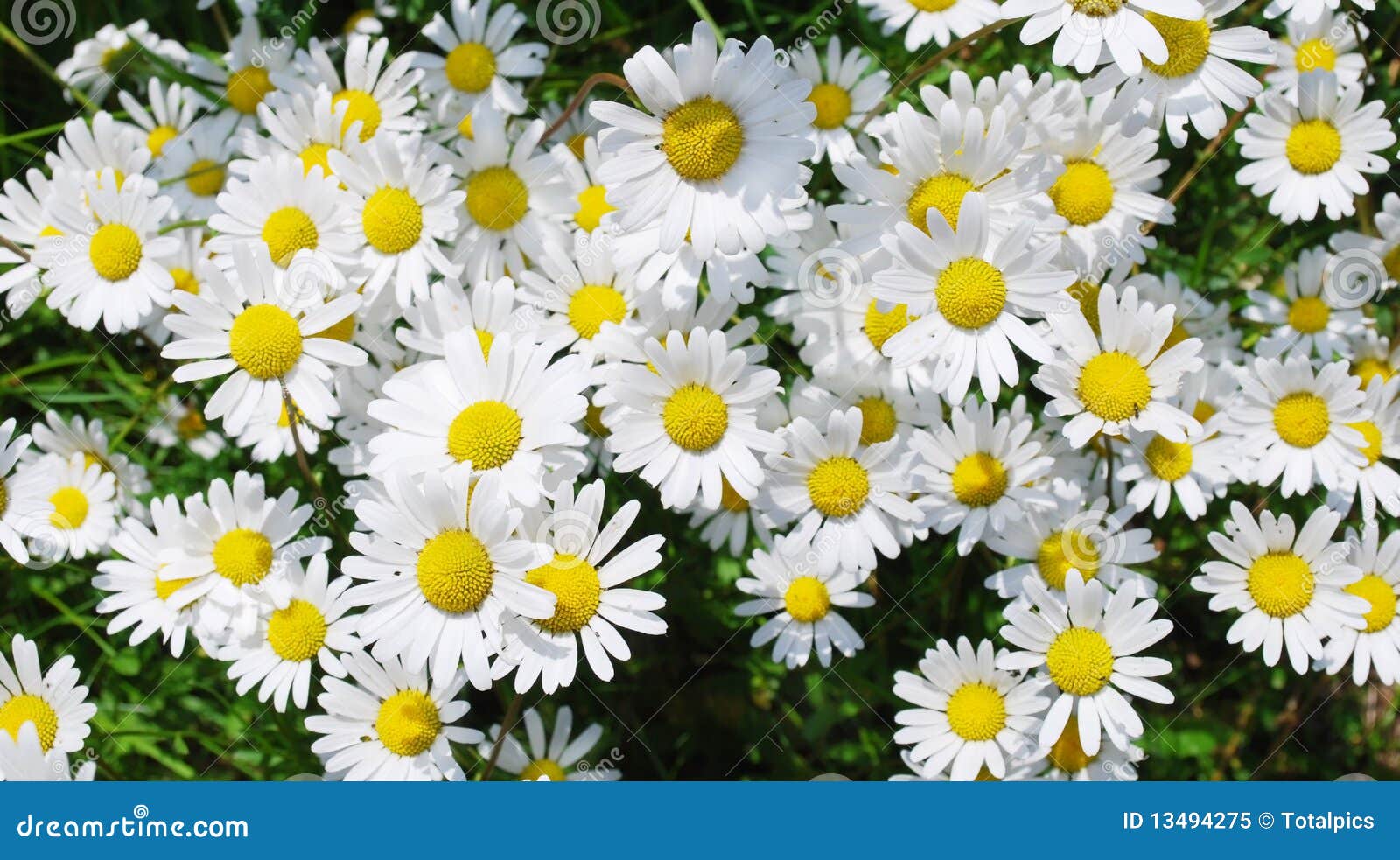 De bloemen van de margriet stock afbeelding. Image of achtergrond ...