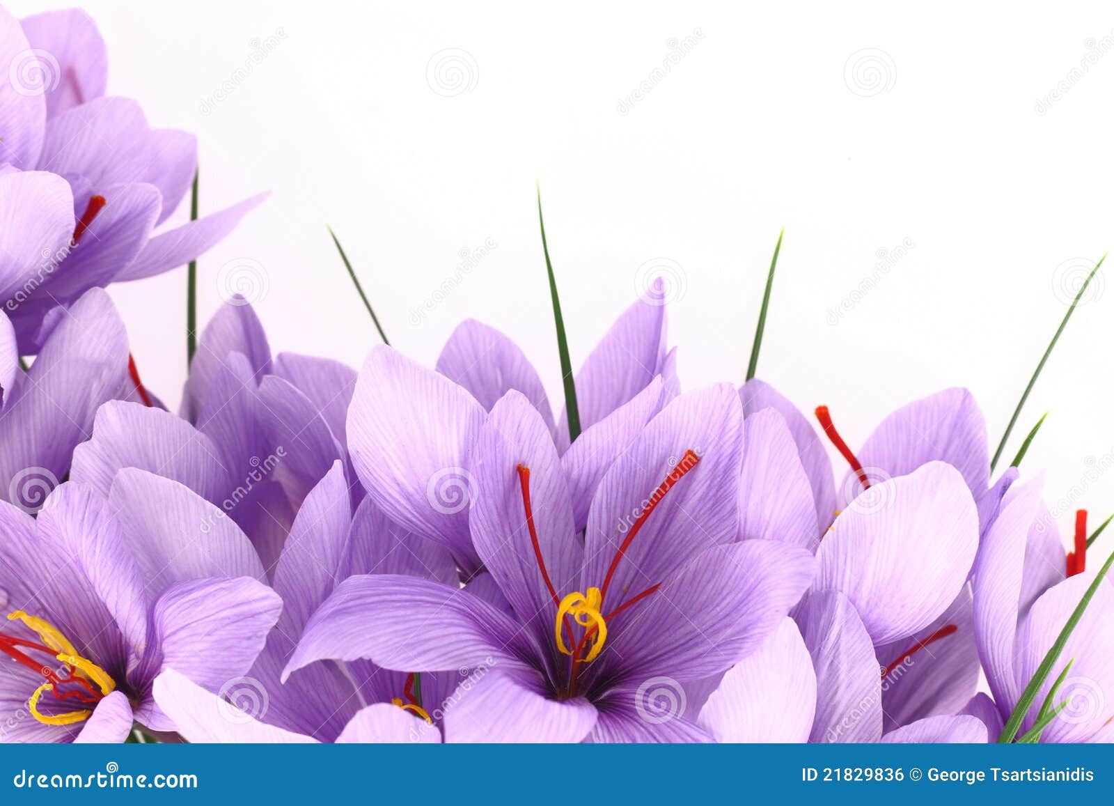 De bloemen van de saffraan stock foto. Image of bloemen - 21829836