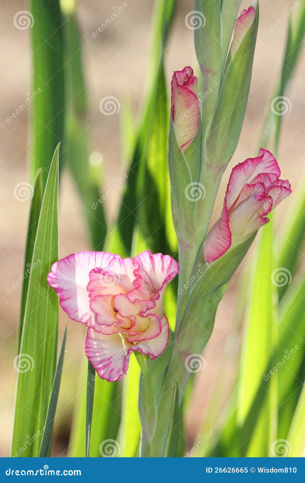 De Bloemen Van Gladiolen Open Barsten Stock Afbeelding - Image of ...