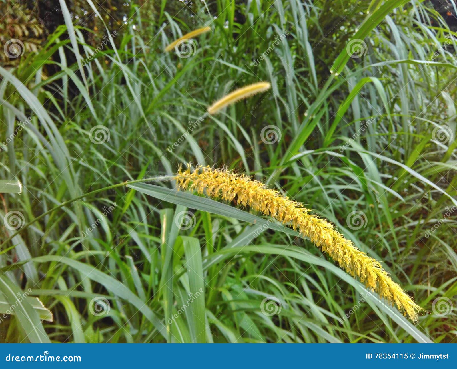 De Bloemen Van Het Olifantsgras Stock Afbeelding - Image of zaden ...
