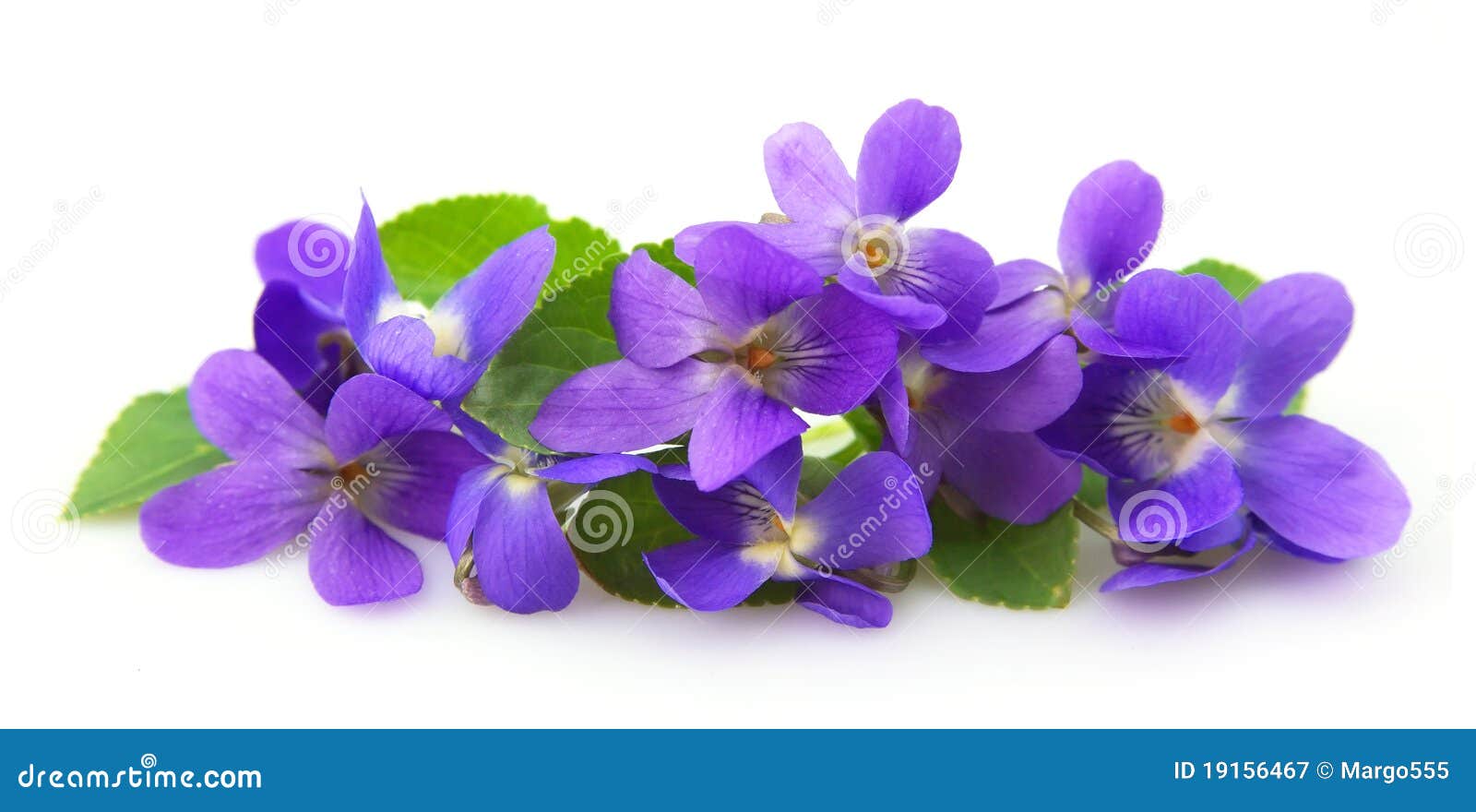 De bloemen van viooltjes stock afbeelding. Image of boeket - 19156467