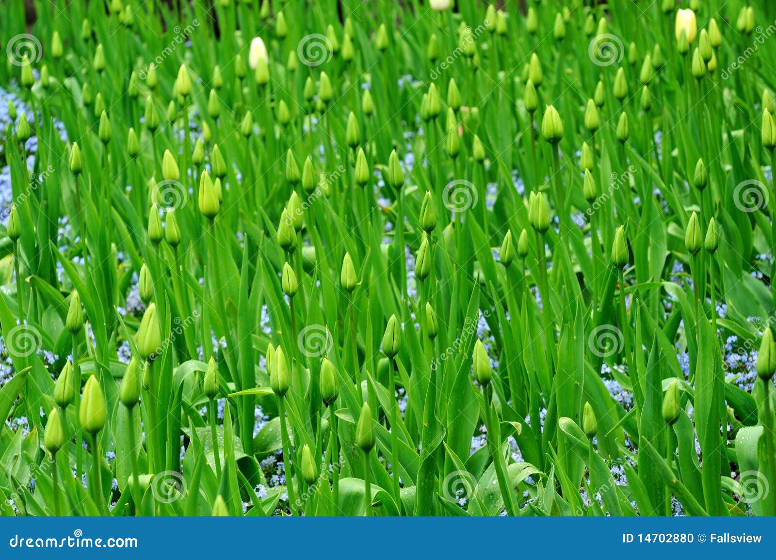 De bloemknop van de tulp stock foto. Image of tuin, canada - 14702880