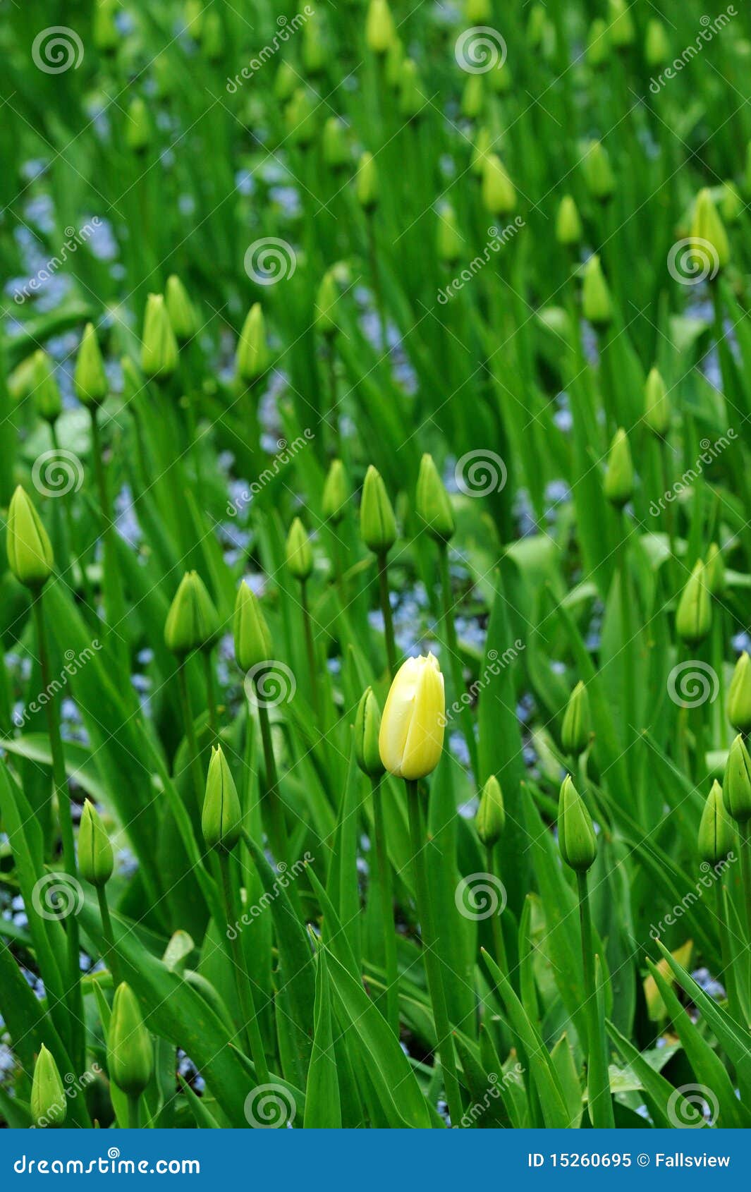 De bloemknop van de tulp stock afbeelding. Image of eiland - 15260695