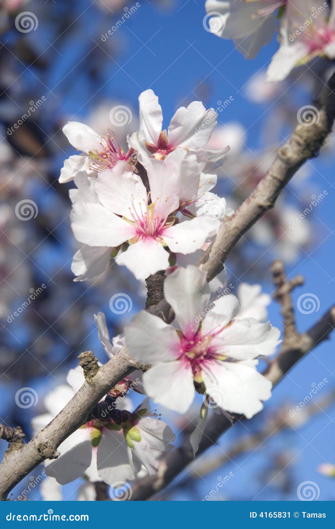 De Bloesem Dichte Omhooggaand Van De Amandel Stock Afbeelding - Image ...