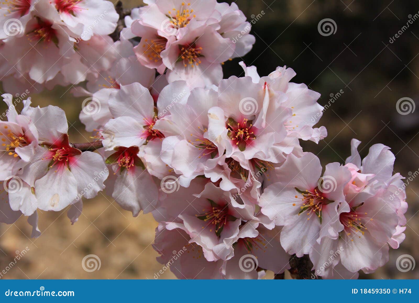 De bloesem van de amandel stock foto. Image of bloesem - 18459350