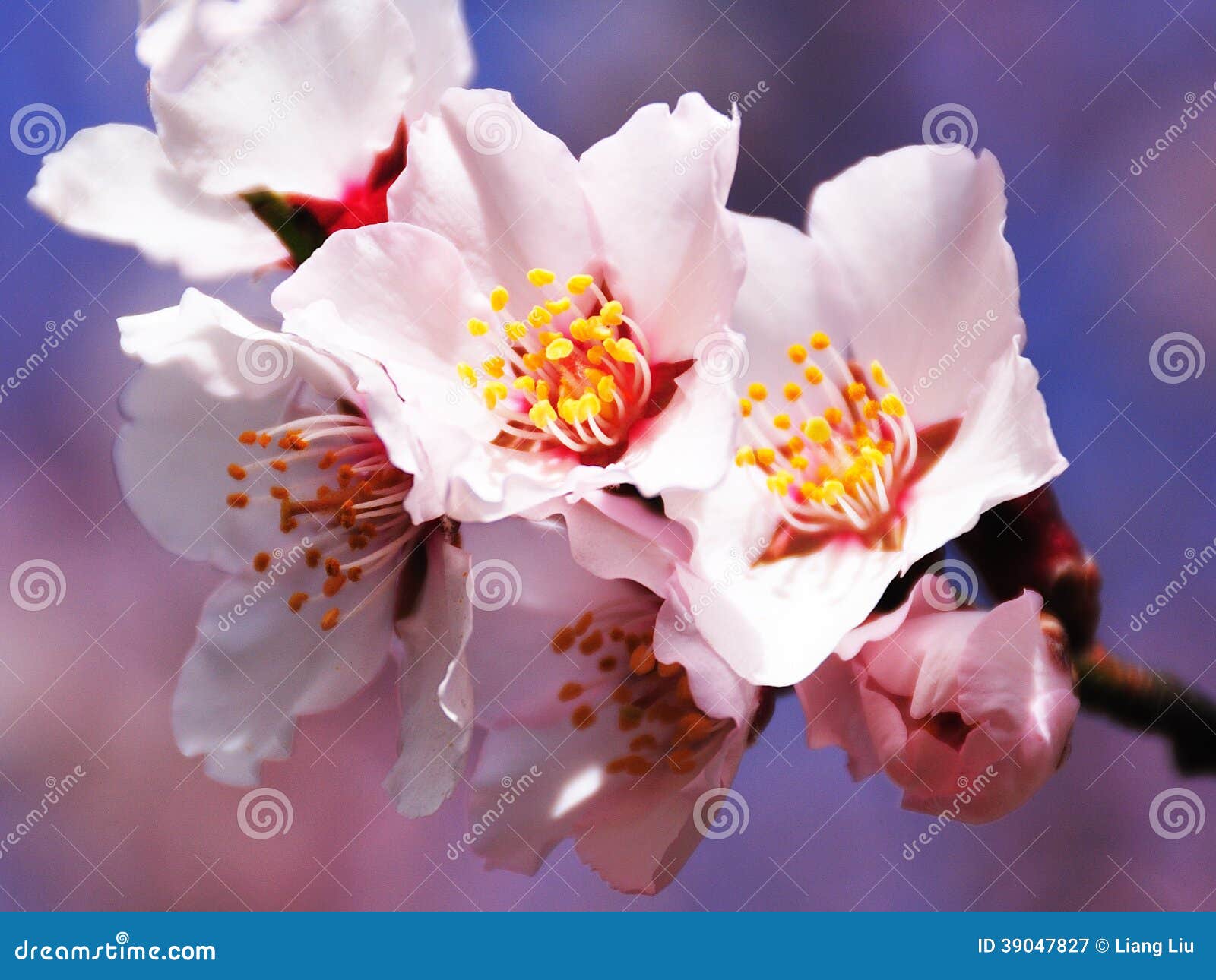 De Bloesem Van De Berg Wilde Perzik Stock Afbeelding - Image of maart ...